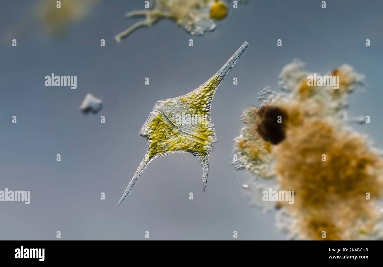 Ceratium sp. dinoflagellates, light micrograph Stock Photo - Alamy