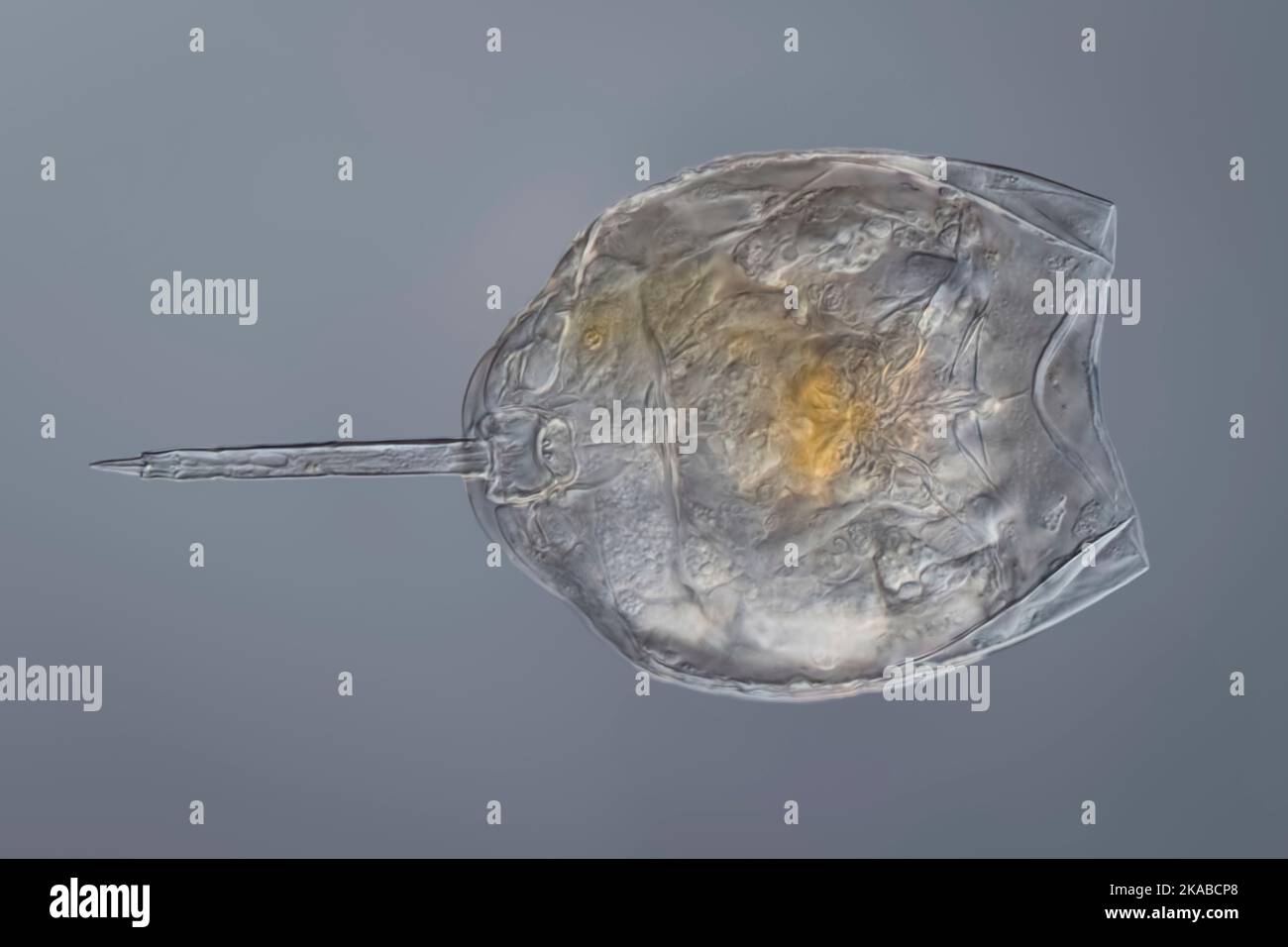 Monostyla sp. rotifer, light micrograph Stock Photo - Alamy
