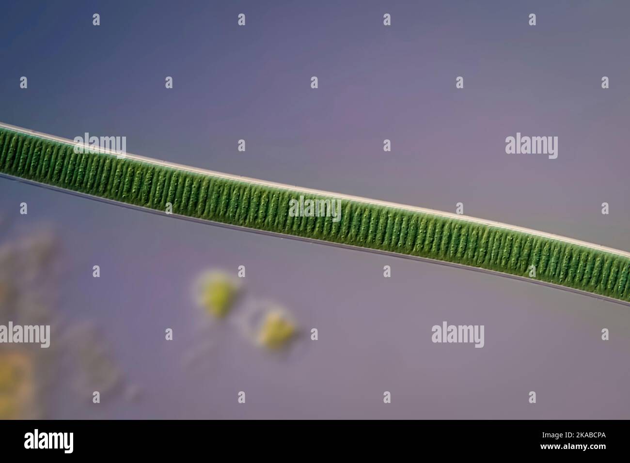 Oscillatoria Sp at Cari Kirby blog