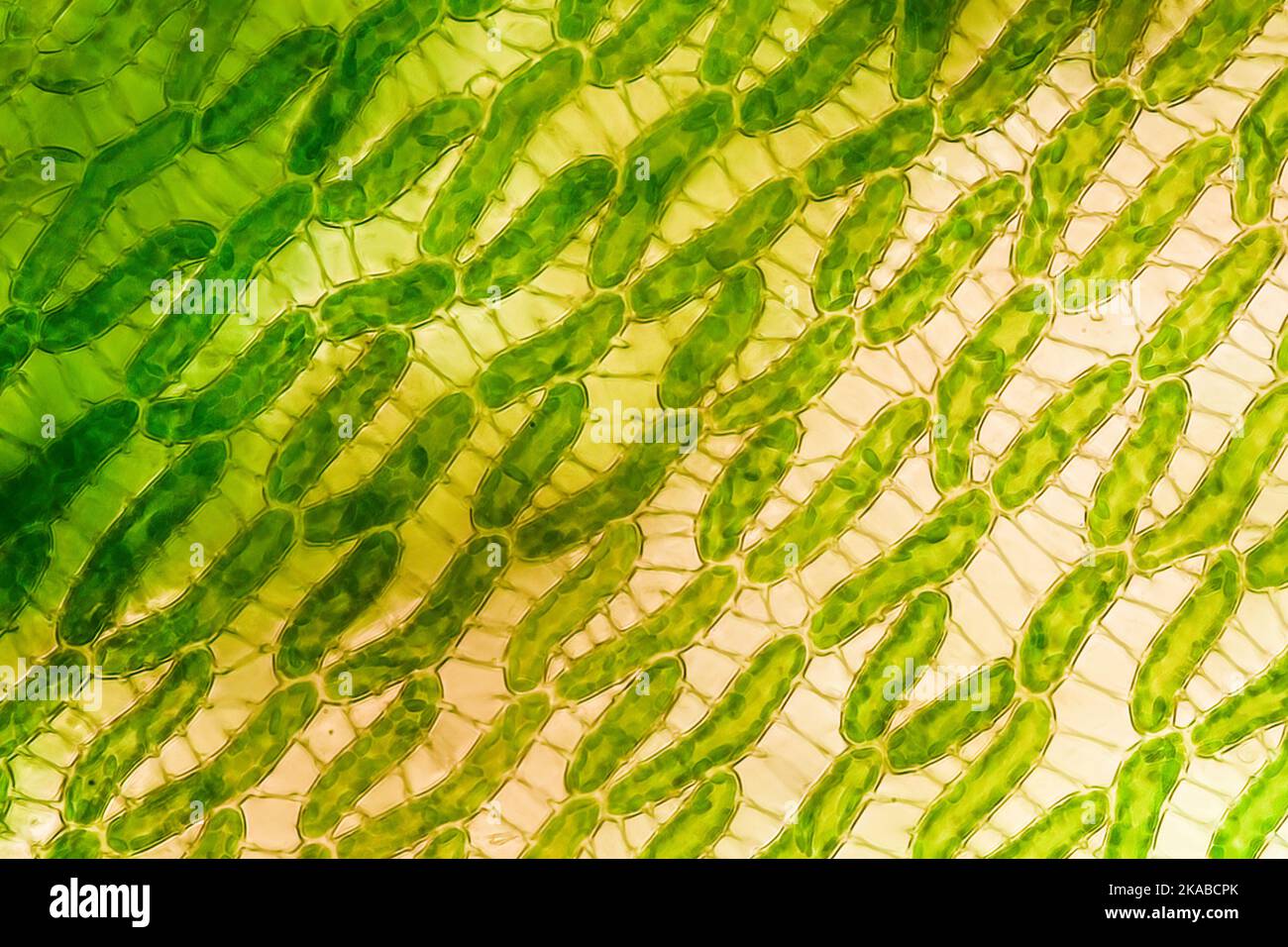 Sphagnum moss cells, light micrograph Stock Photo - Alamy
