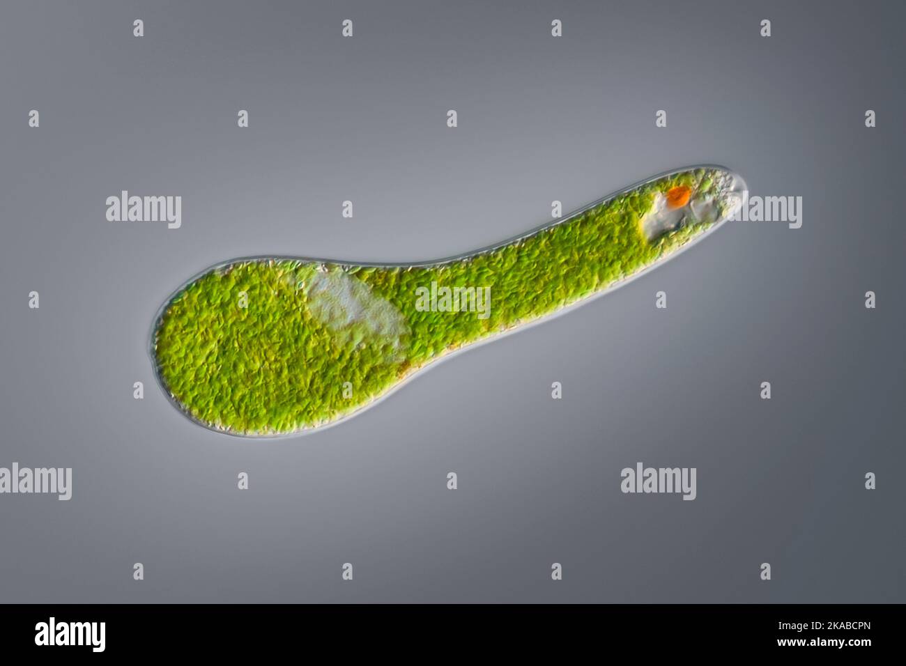 Euglena sp. protist, light micrograph Stock Photo - Alamy