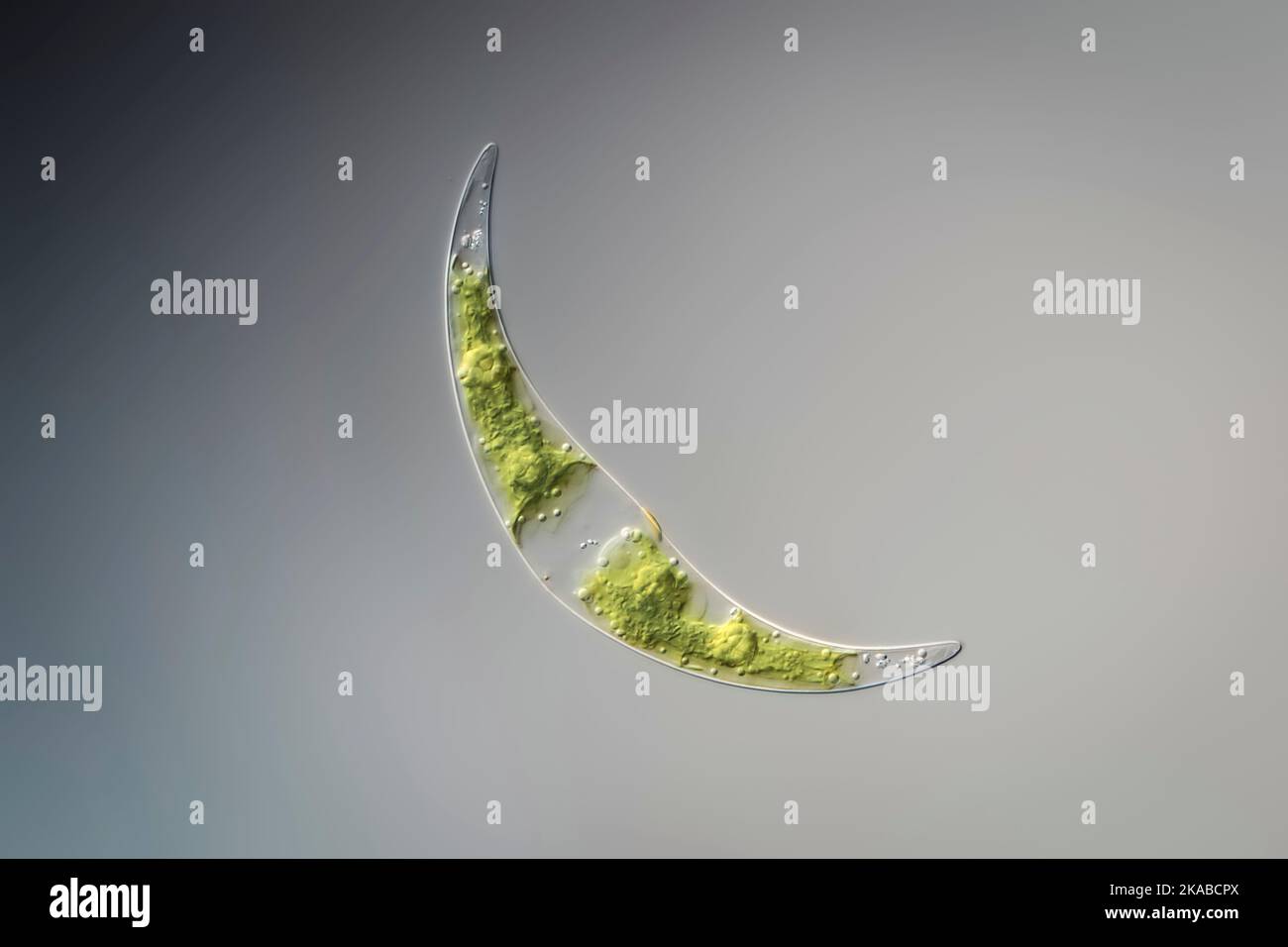 Closterium sp. desmid, light micrograph Stock Photo - Alamy