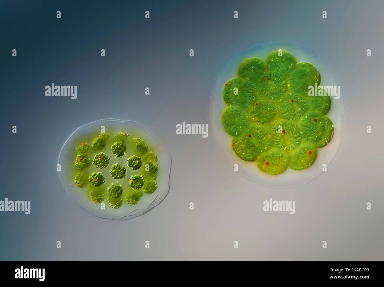 Green algae, light micrograph Stock Photo - Alamy