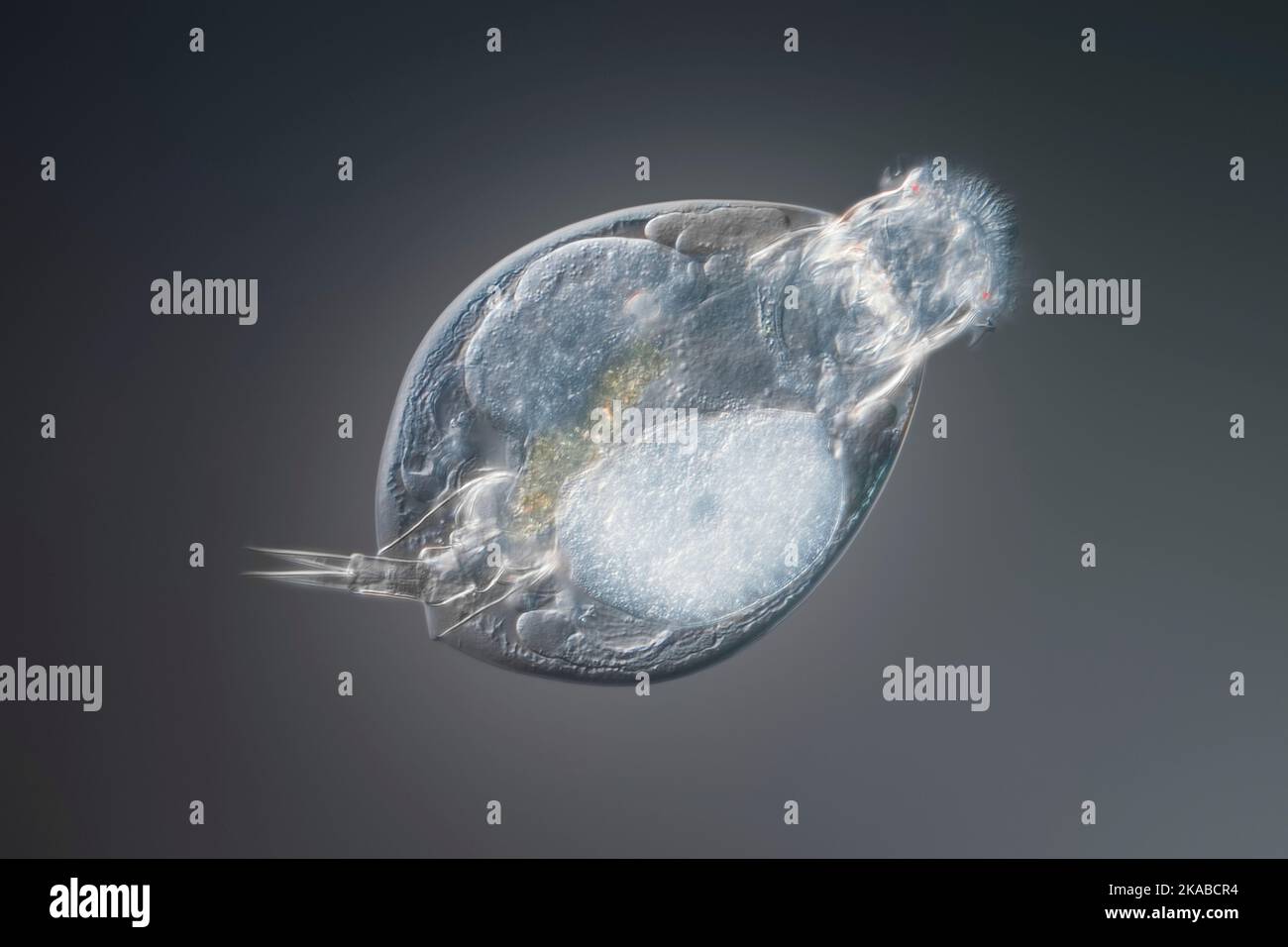 Lepadella sp. rotifer, light micrograph Stock Photo - Alamy