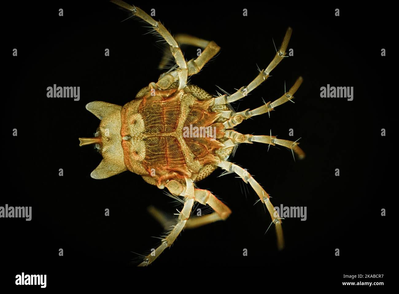 Water mite, light micrograph Stock Photo - Alamy