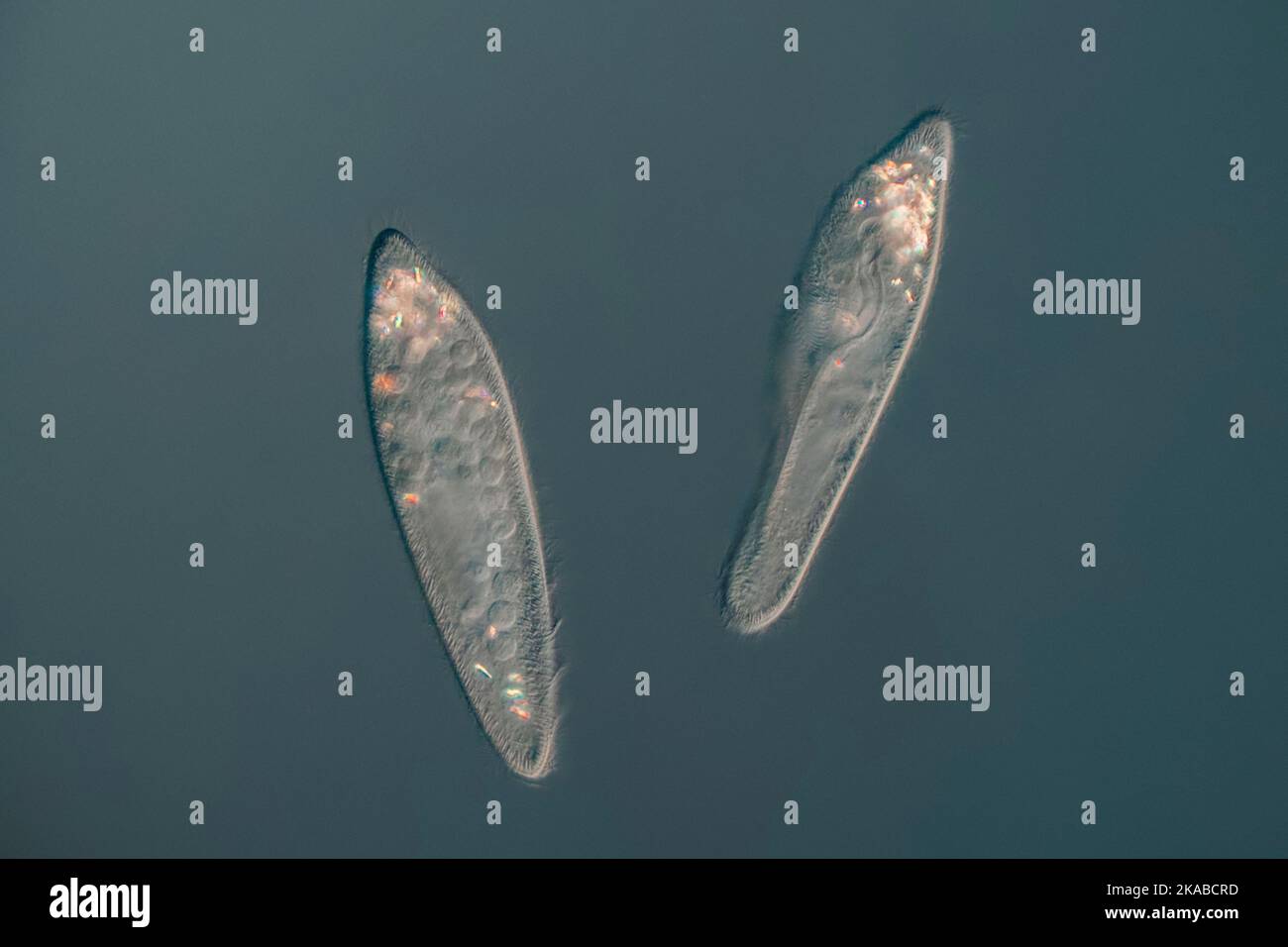 Paramecium sp. ciliate, light micrograph Stock Photo - Alamy