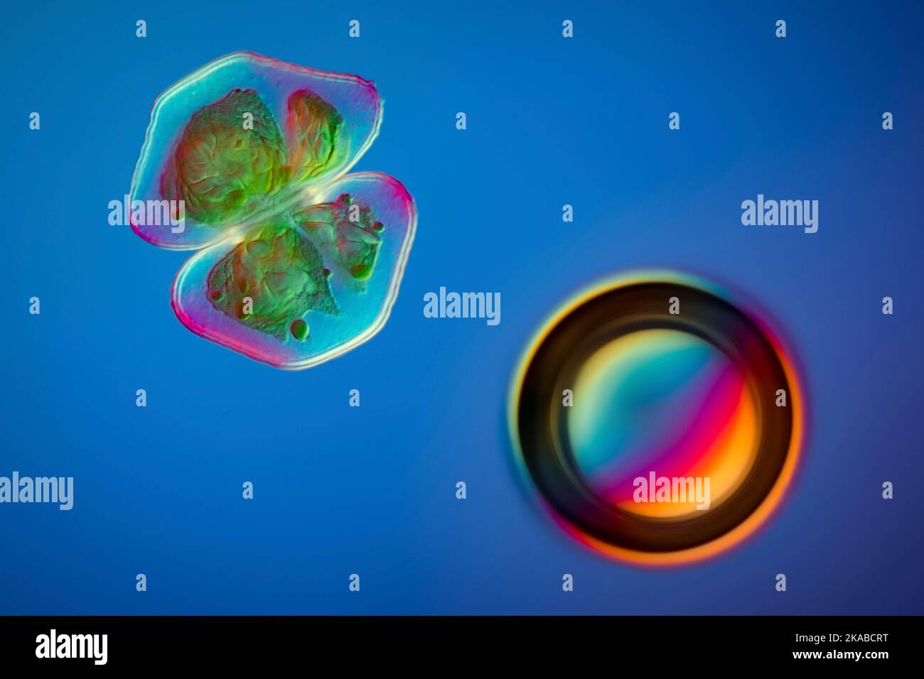 Green algae, light micrograph Stock Photo - Alamy