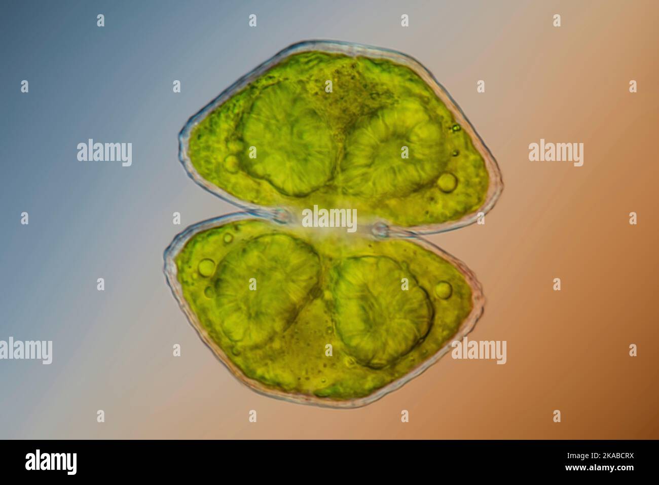 Green algae, light micrograph Stock Photo - Alamy