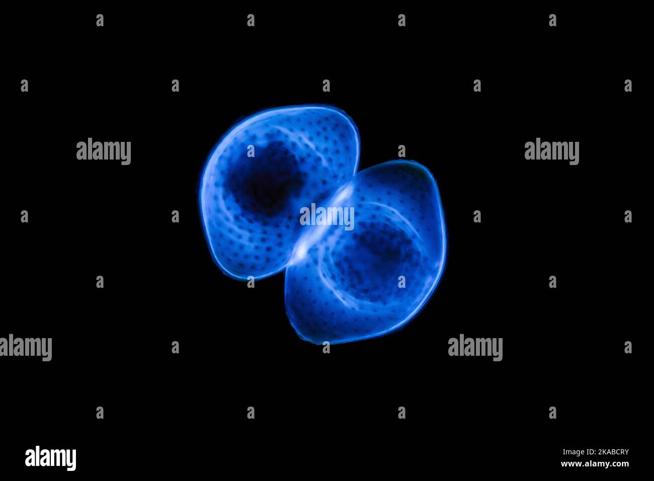 Green algae, light micrograph Stock Photo - Alamy