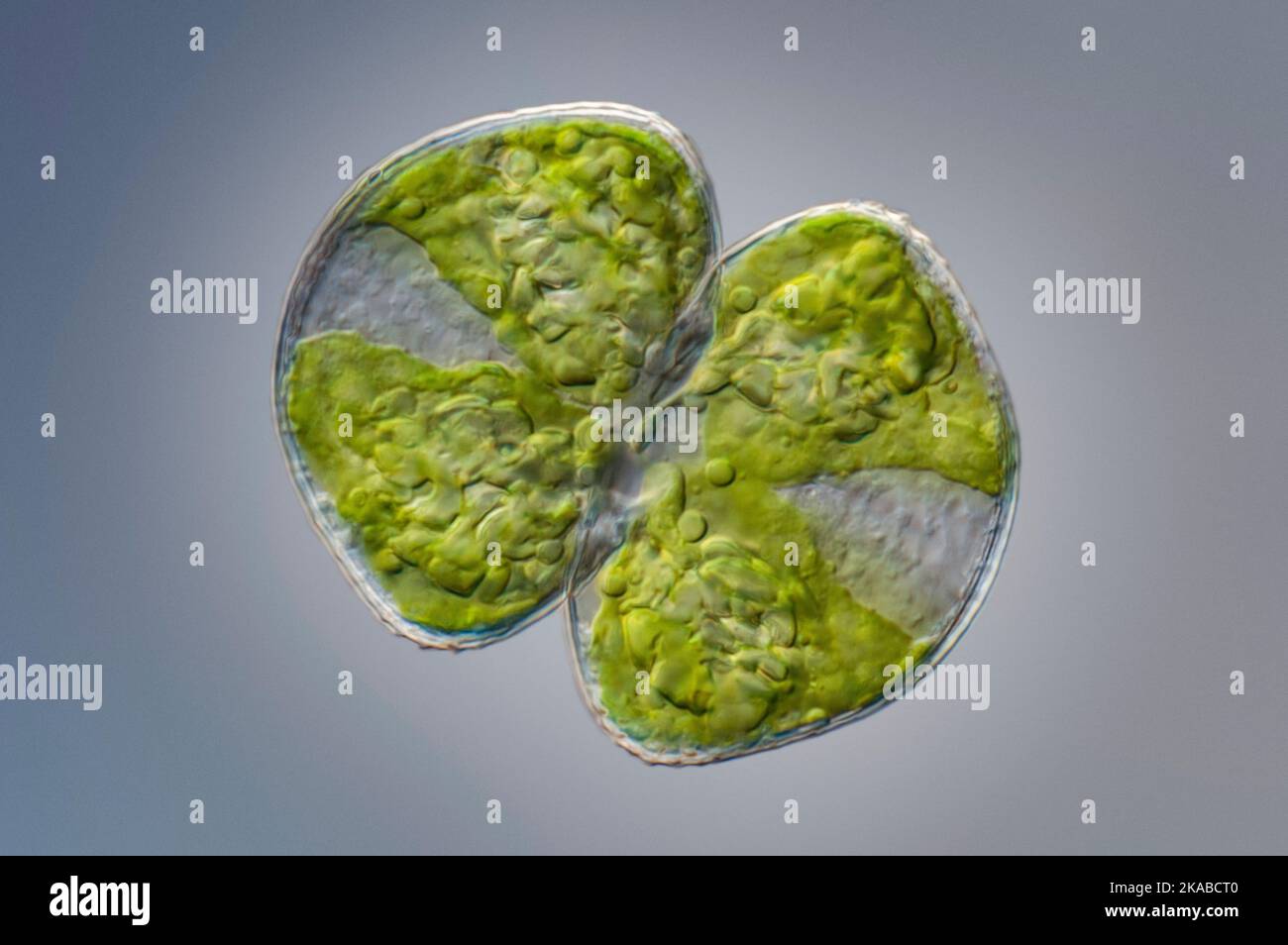 Green algae, light micrograph Stock Photo - Alamy
