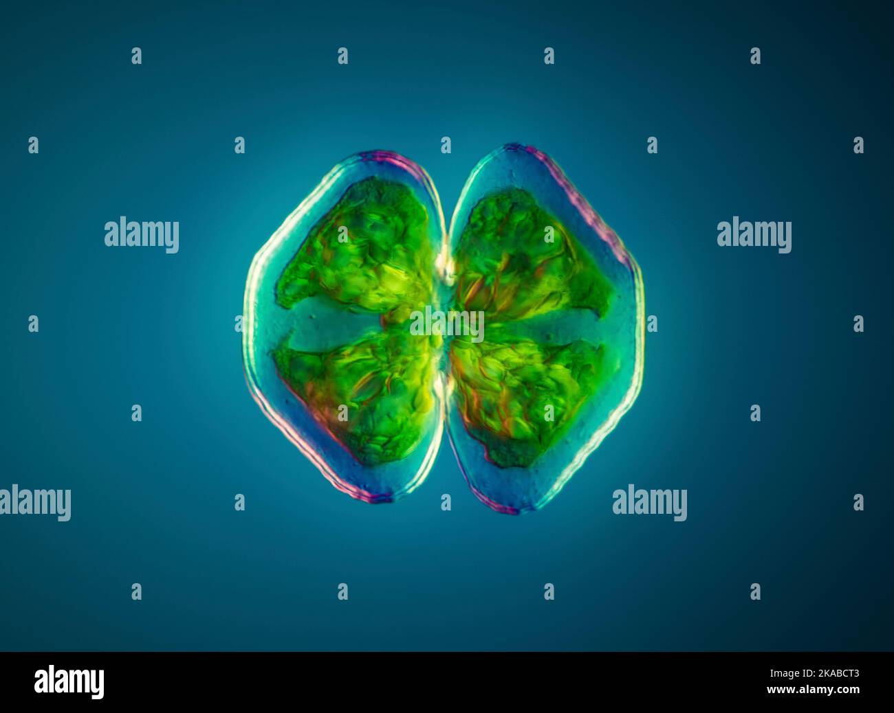 Green algae, light micrograph Stock Photo - Alamy