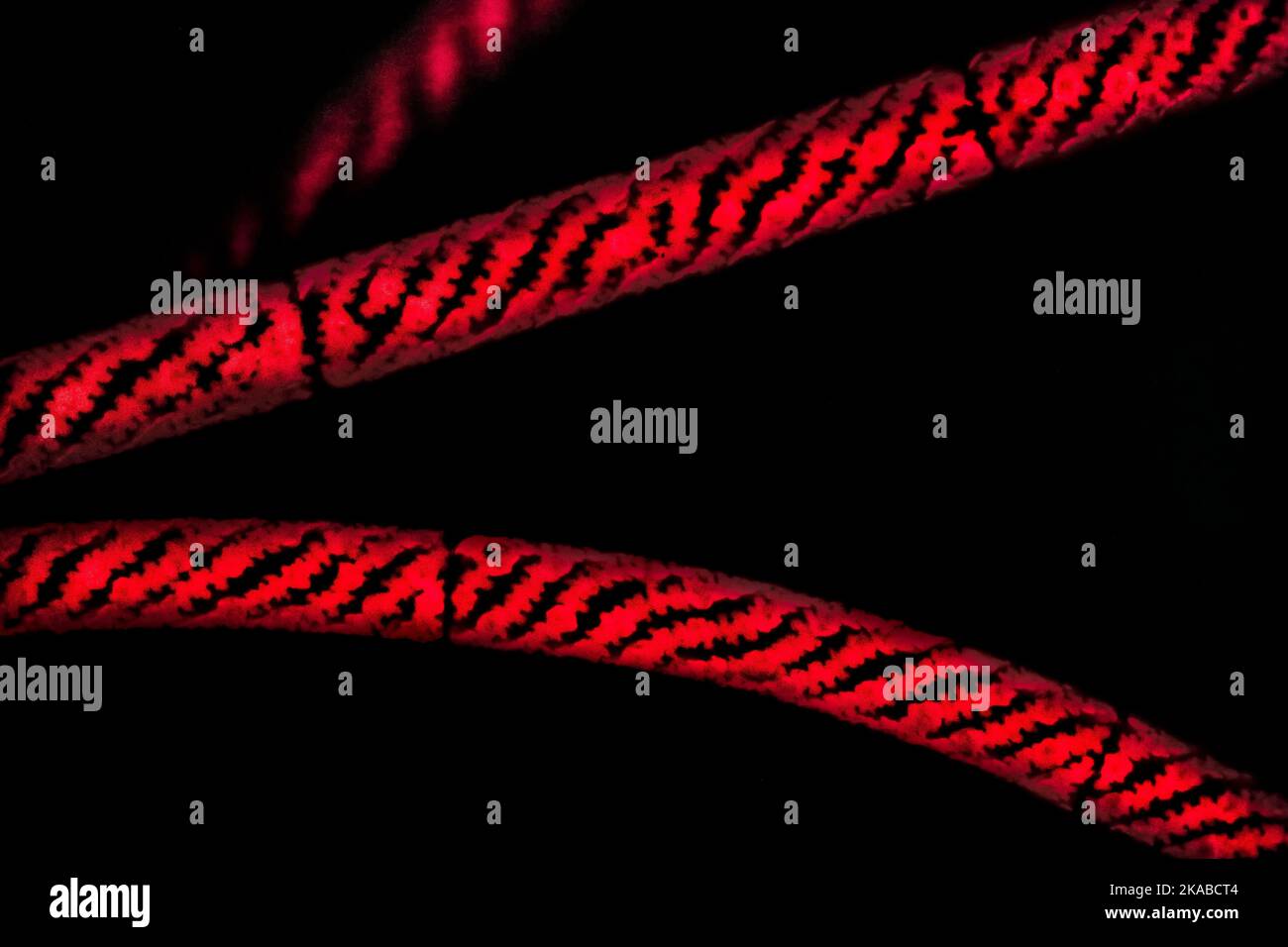 Green algae, light micrograph Stock Photo - Alamy