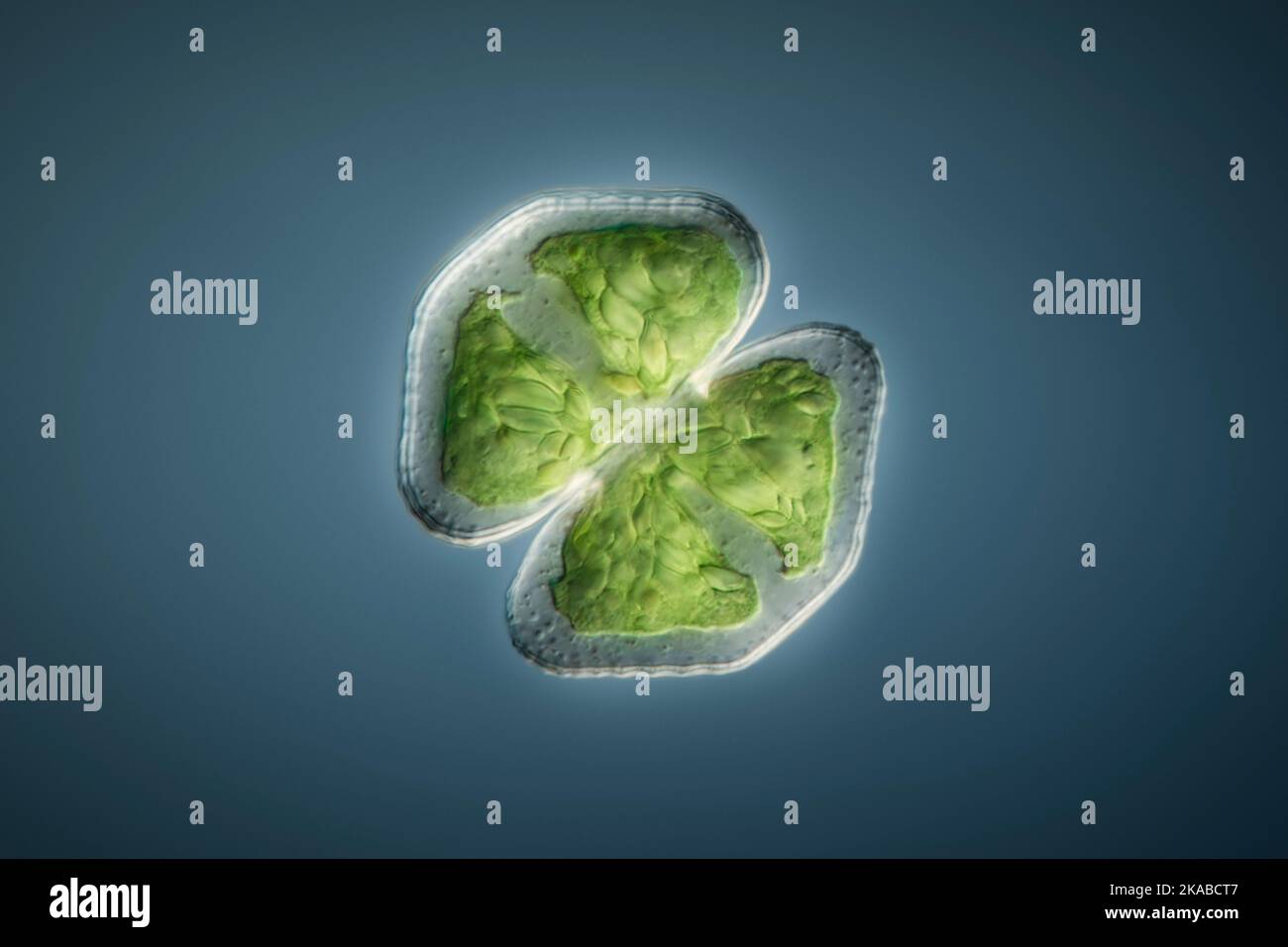 Green algae, light micrograph Stock Photo - Alamy