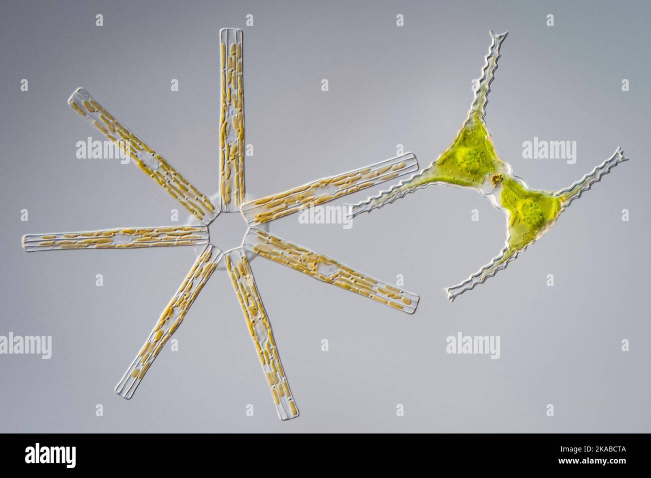 Desmid and diatoms, light micrograph Stock Photo - Alamy