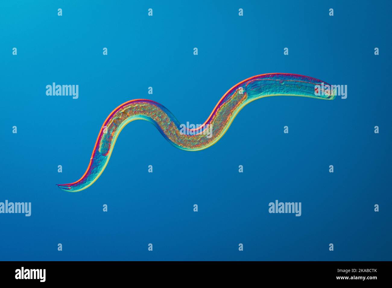 Caenorhabditis elegans nematode, light micrograph Stock Photo - Alamy