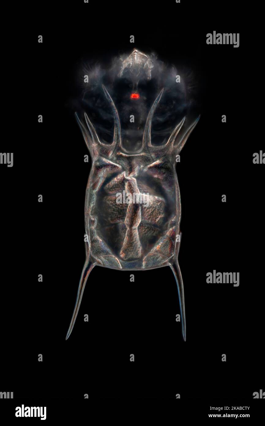Keratella quadrata rotifer, light micrograph Stock Photo - Alamy