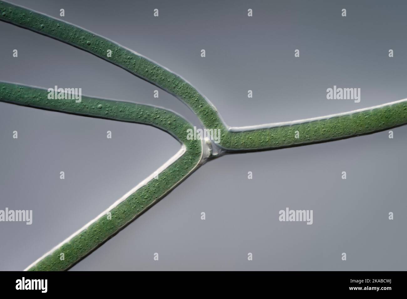 Scytonema hyalinum cyanobacteria, light micrograph Stock Photo - Alamy