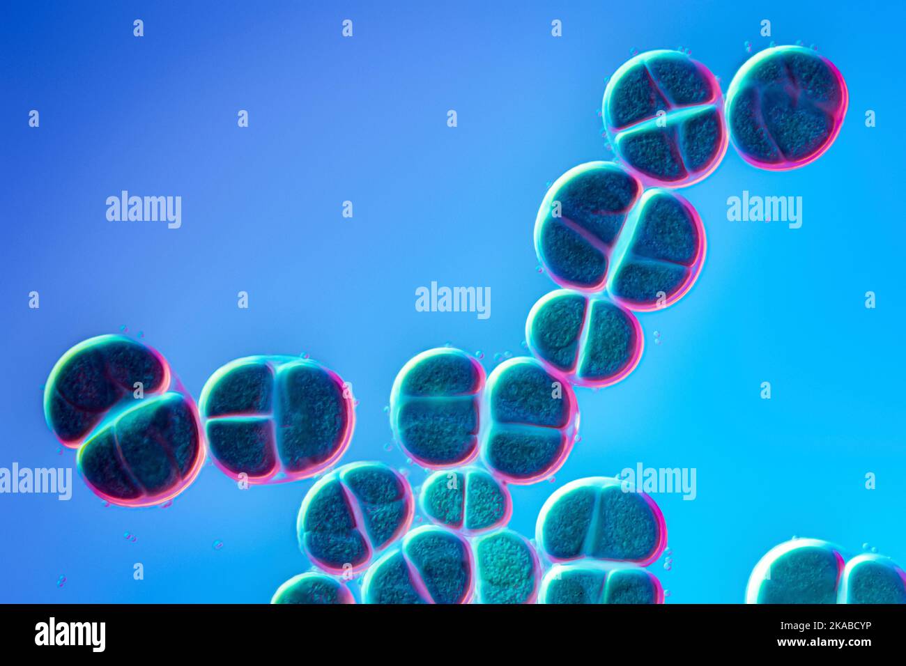 Chrococcus sp. cyanobacteria, light micrograph Stock Photo - Alamy
