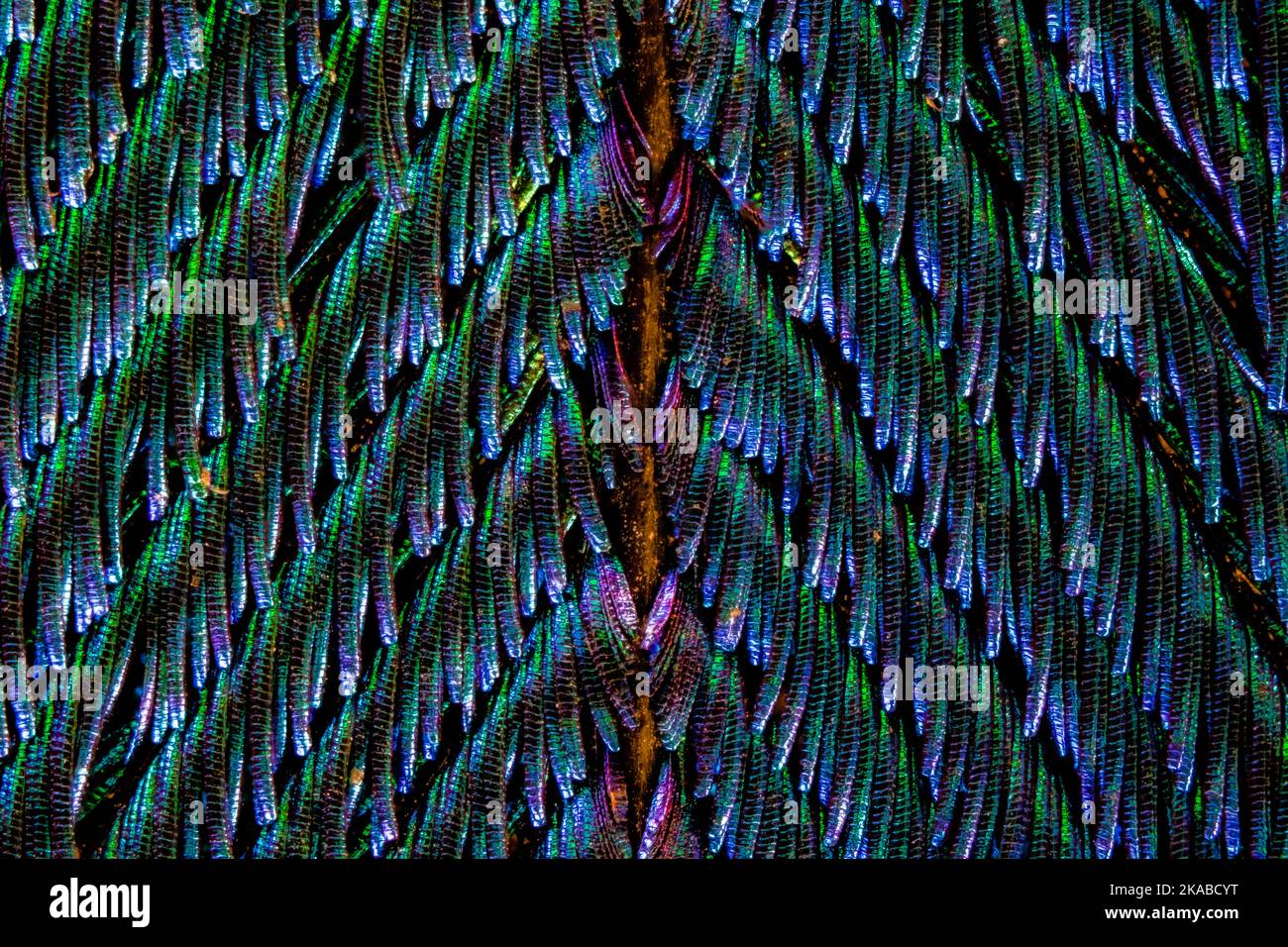 Peacock plume feather, light micrograph Stock Photo - Alamy