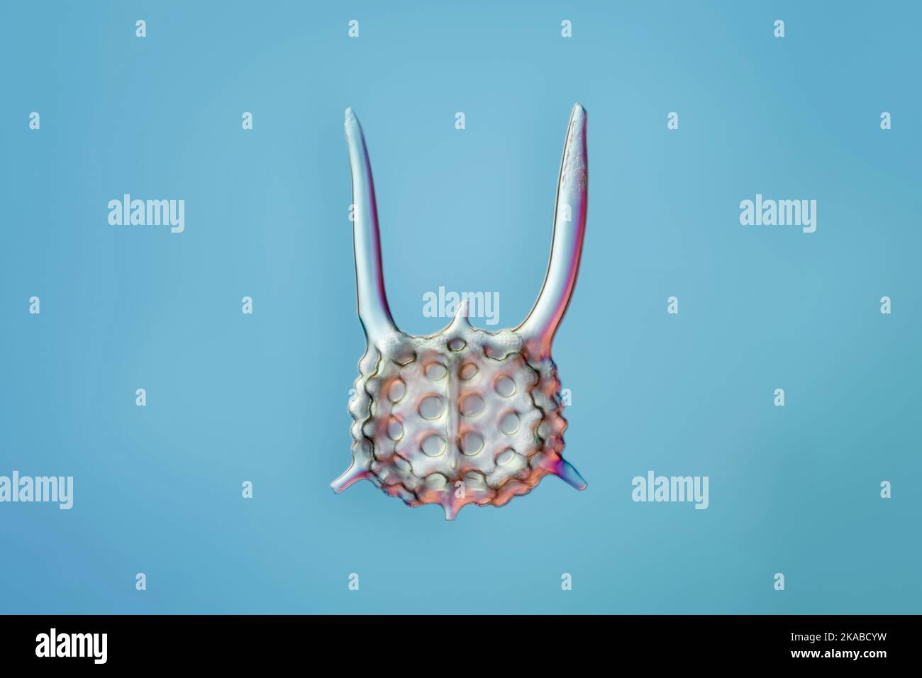 Radiolaria skeleton, light micrograph Stock Photo - Alamy