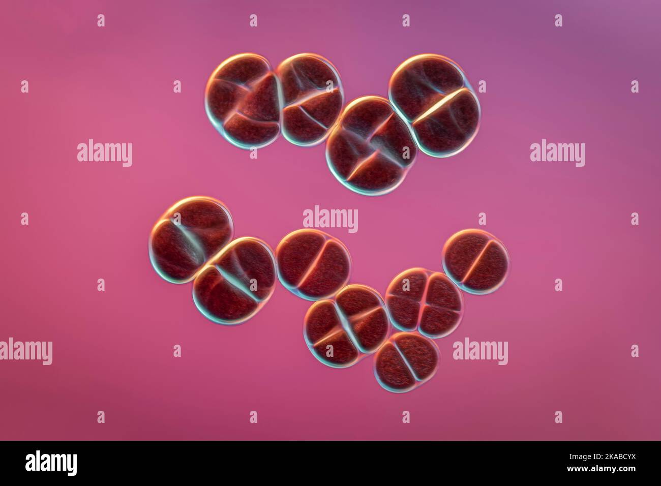 Chrococcus sp. cyanobacteria, light micrograph Stock Photo - Alamy