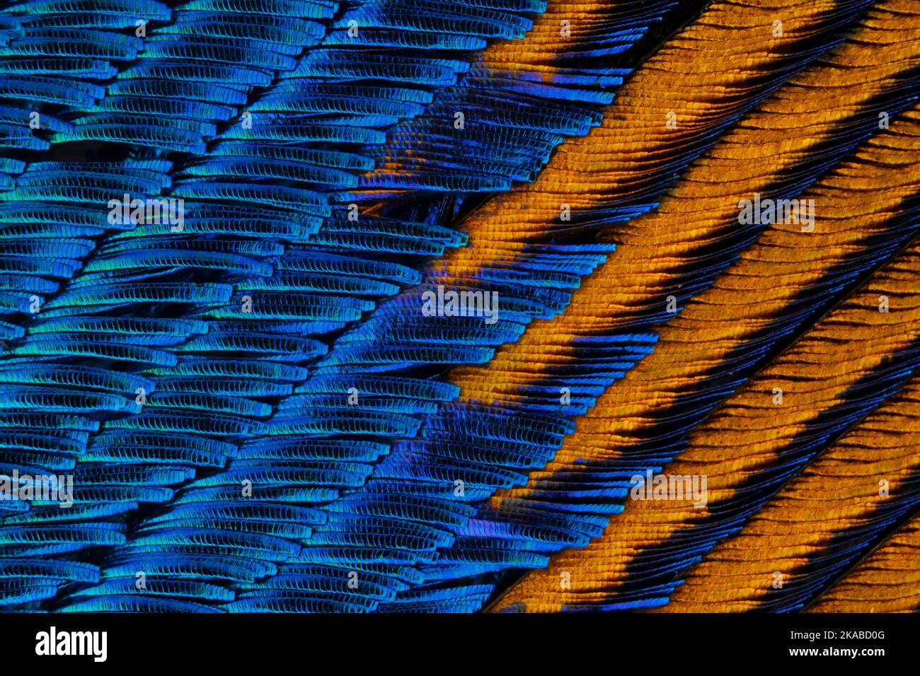 Peacock plume feather, light micrograph Stock Photo - Alamy