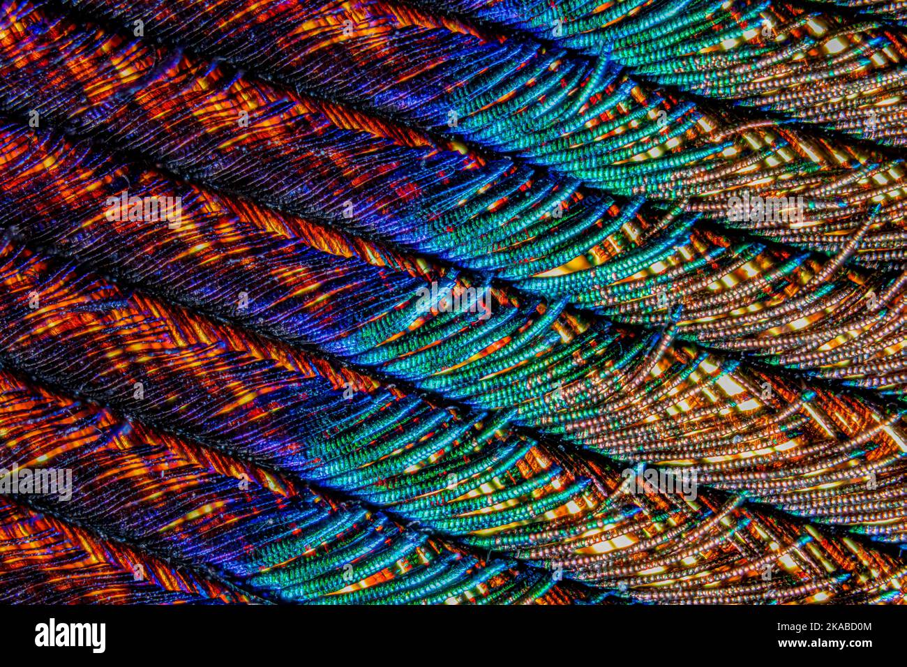 Peacock plume feather, light micrograph Stock Photo - Alamy
