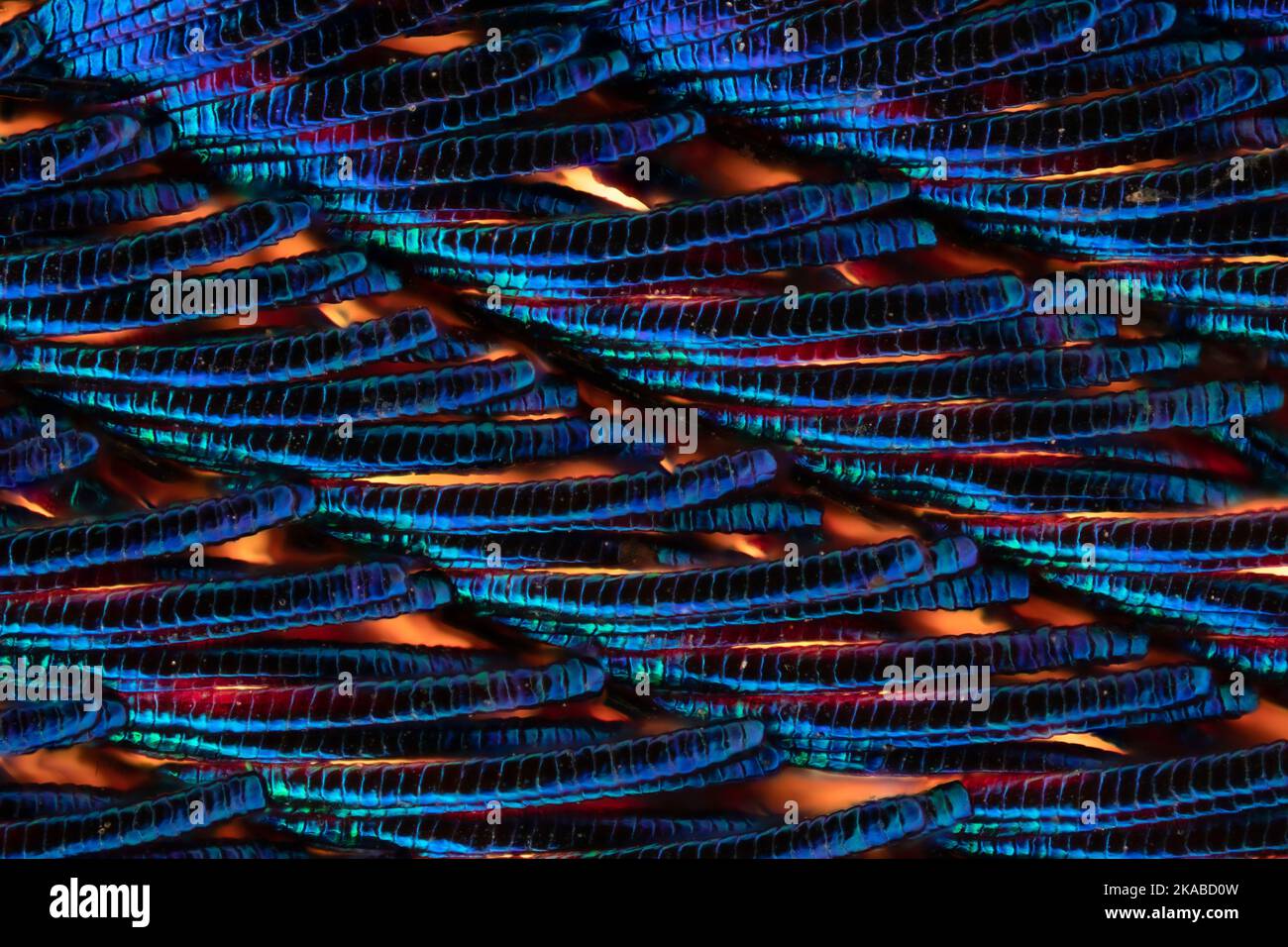 Peacock plume feather, light micrograph Stock Photo - Alamy
