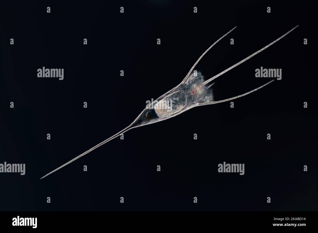 Kellicottia longispina rotifer, light micrograph Stock Photo - Alamy
