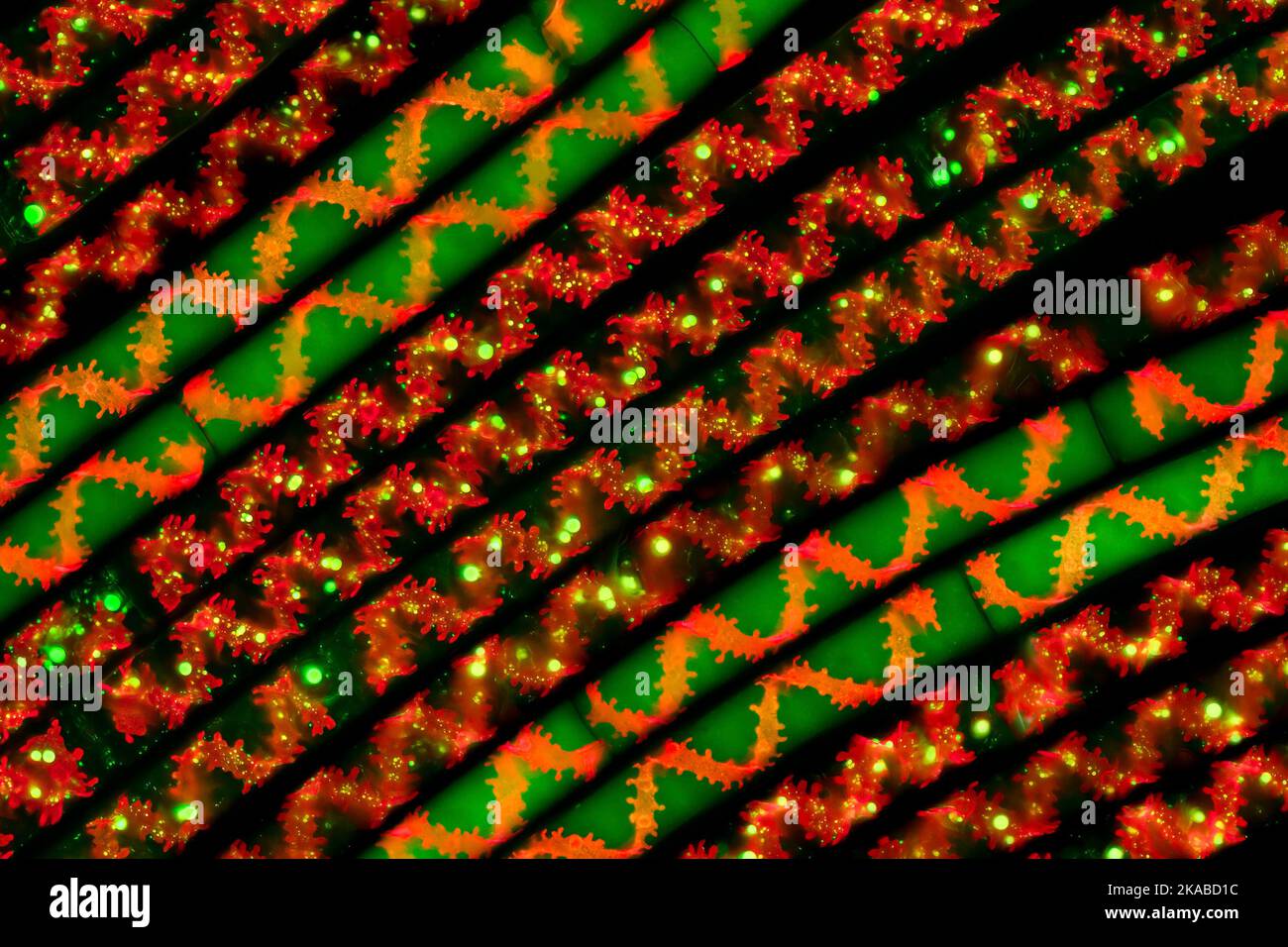 Green algae, light micrograph Stock Photo - Alamy