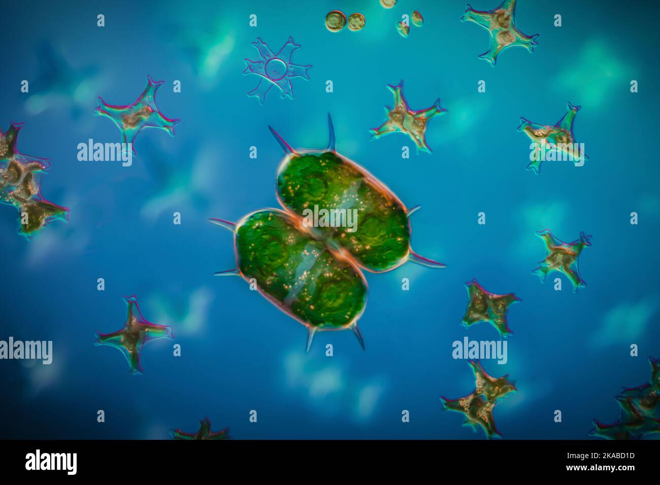 Green algae, light micrograph Stock Photo - Alamy