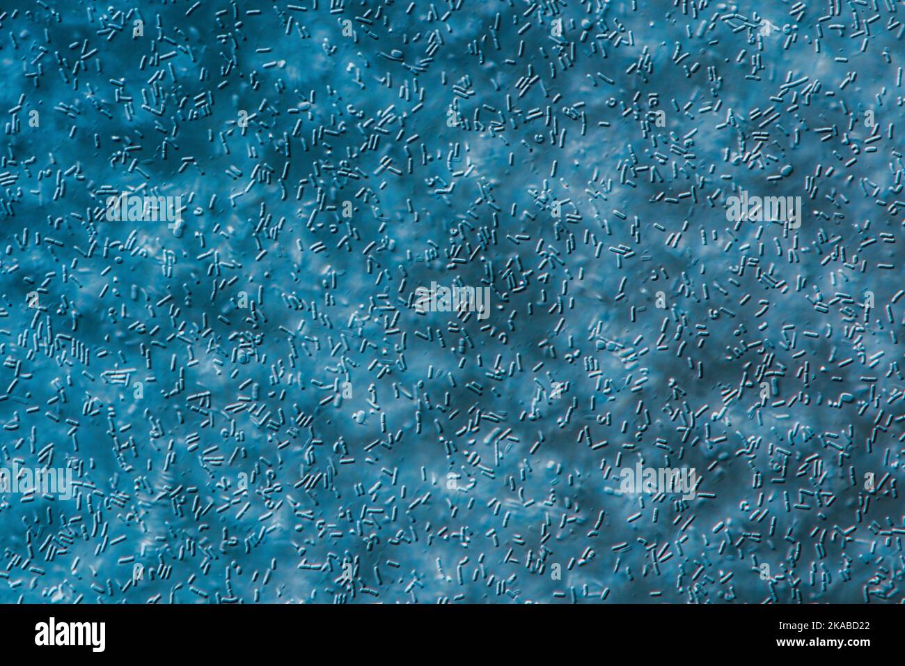 Lactobacillus salivarious bacteria, light micrograph Stock Photo - Alamy