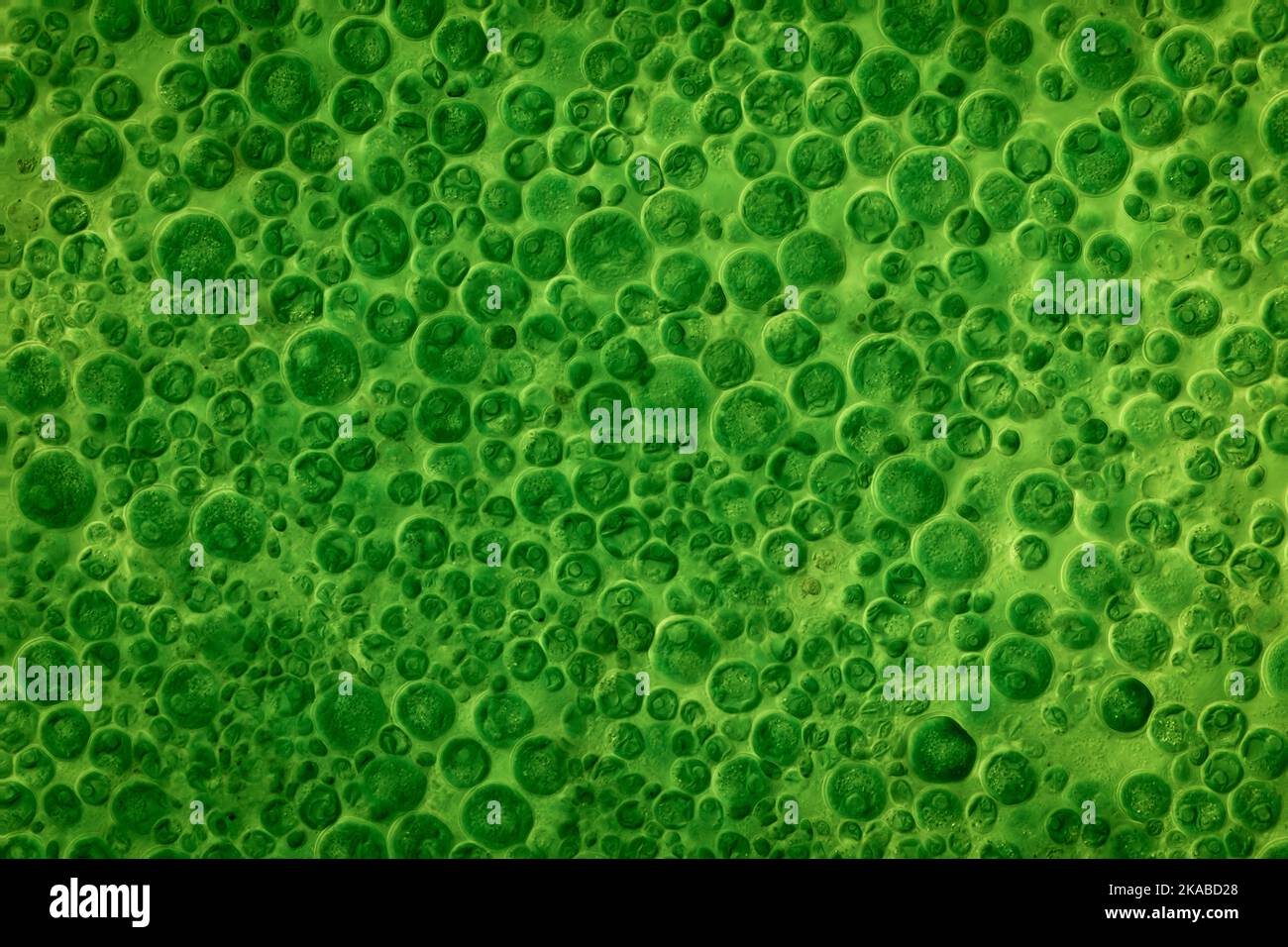 Green algae, light micrograph Stock Photo - Alamy