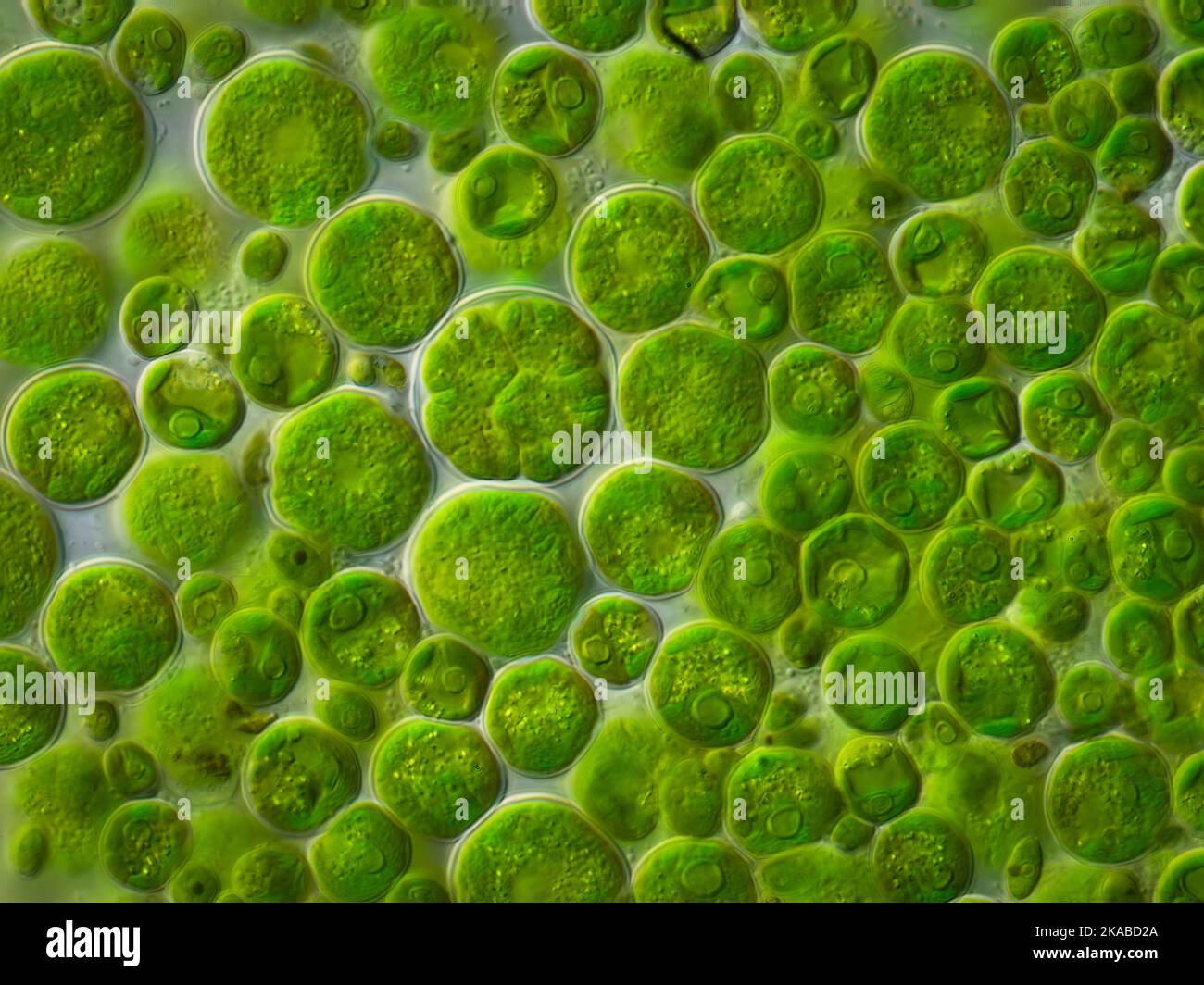 Green algae, light micrograph Stock Photo - Alamy