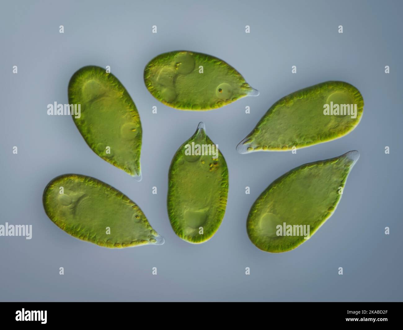 Green algae, light micrograph Stock Photo - Alamy