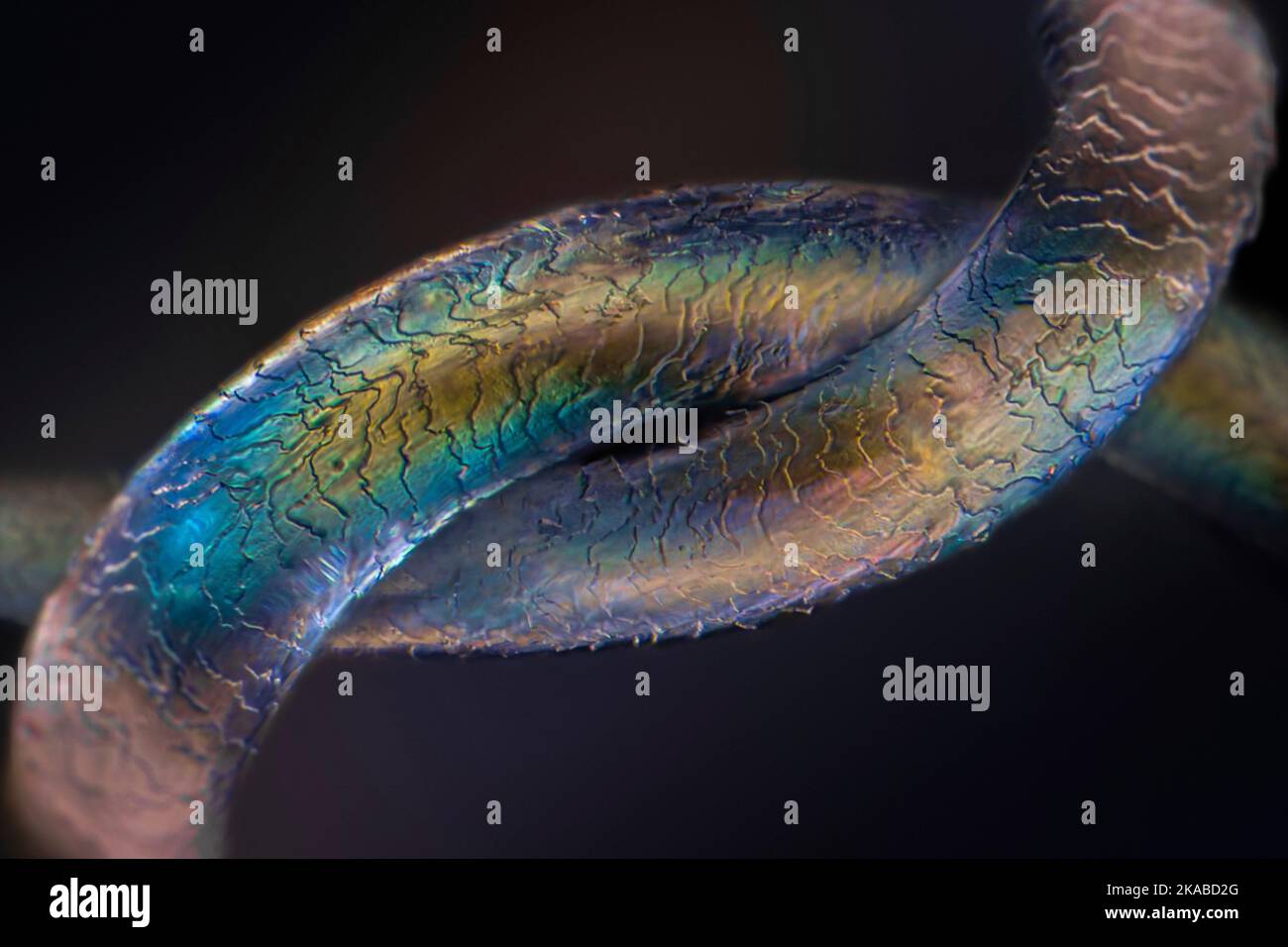 Strand of human hair, light micrograph Stock Photo - Alamy
