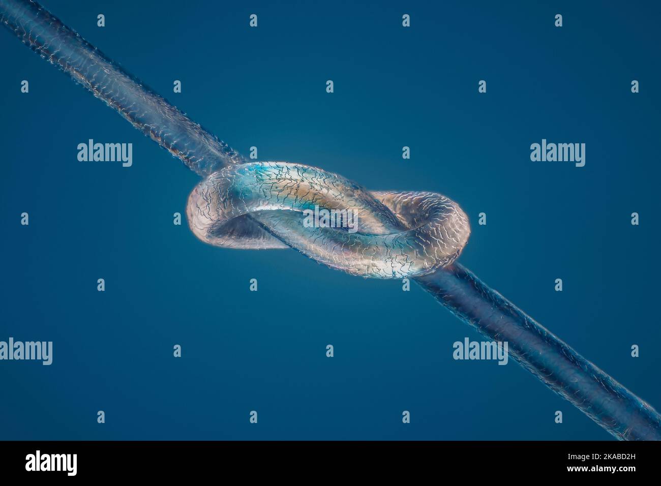 Strand of human hair, light micrograph Stock Photo - Alamy