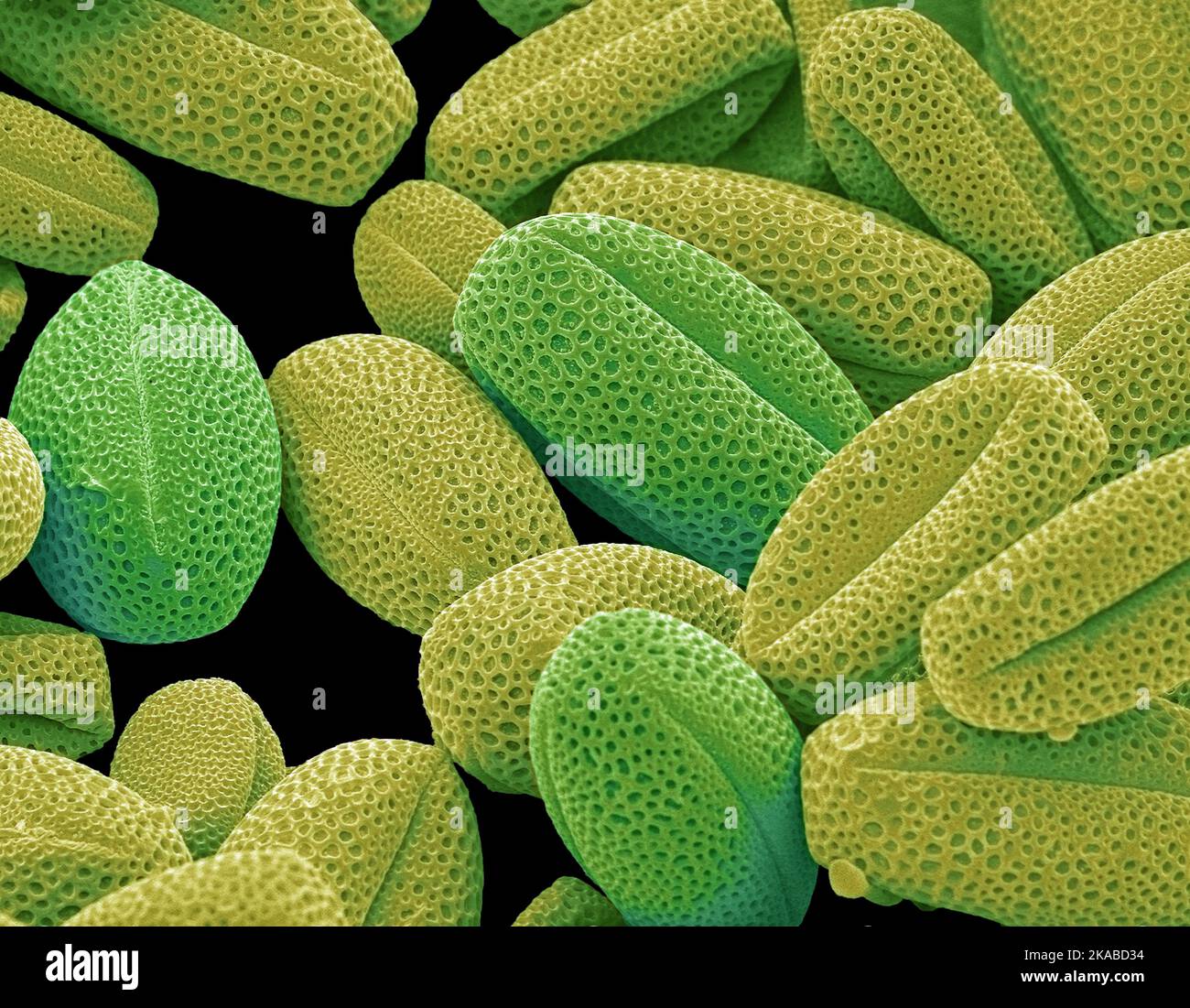 Oxalis pollen, SEM Stock Photo - Alamy