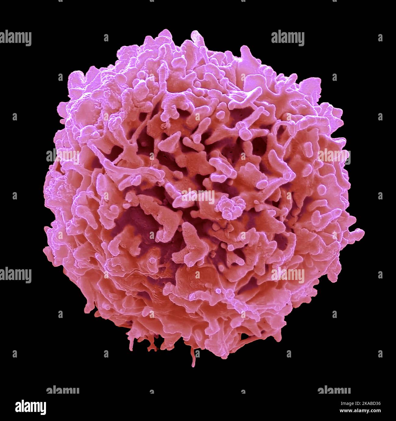 White blood cell, SEM Stock Photo - Alamy