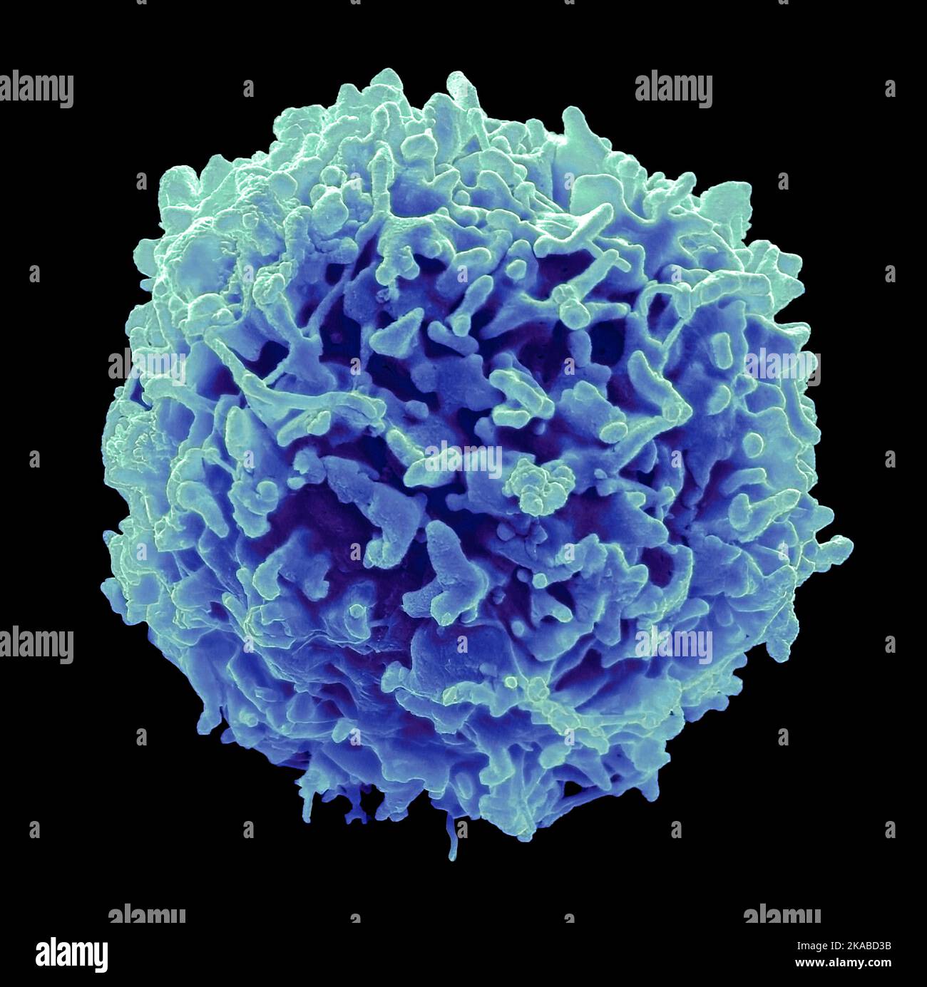 White blood cell, SEM Stock Photo - Alamy