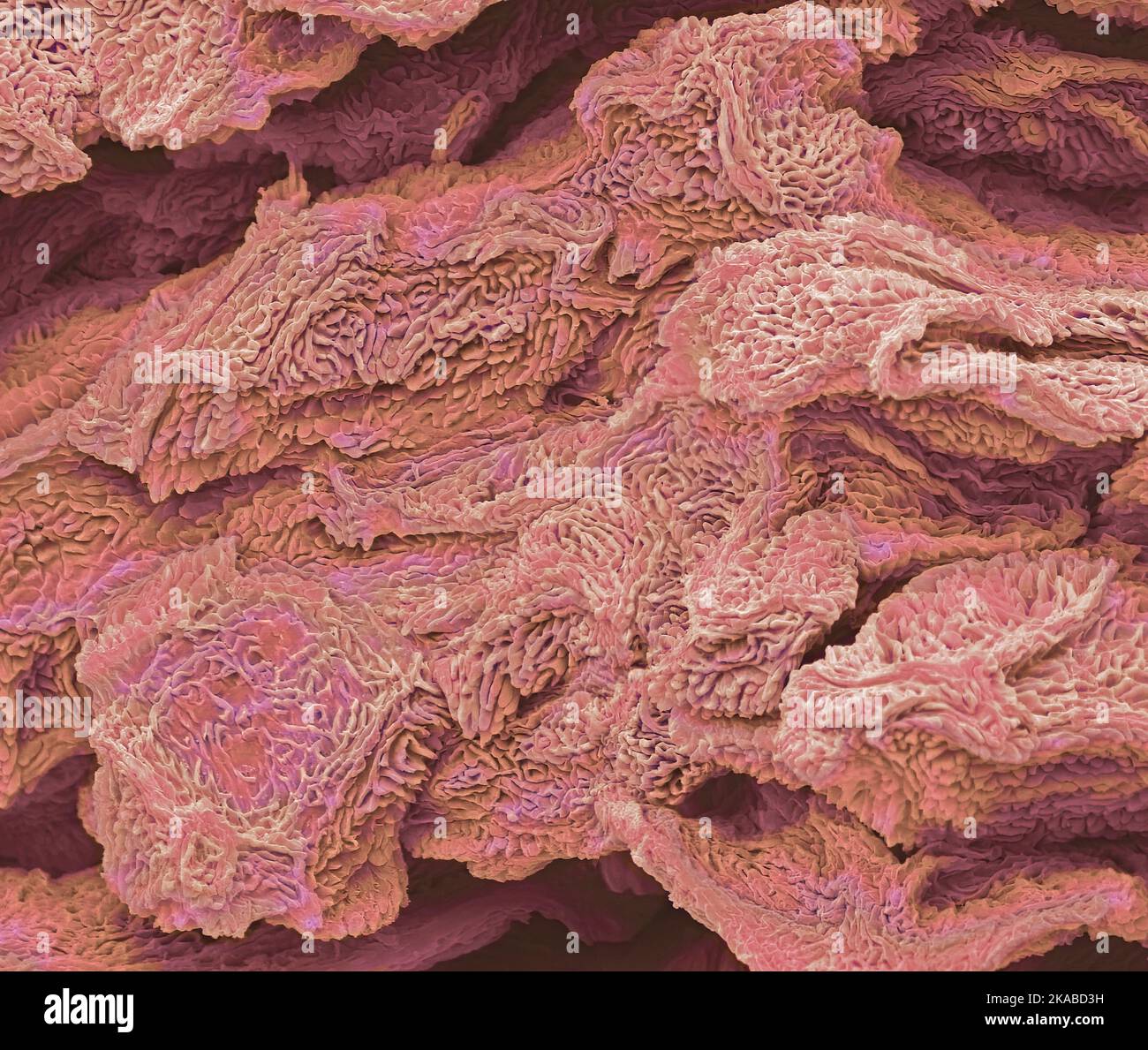 Finger skin, SEM Stock Photo - Alamy