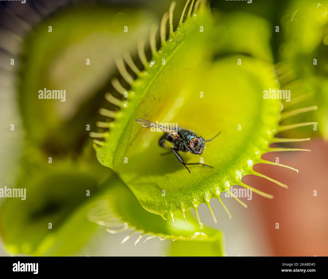 Decomposed housefly inside an opening venus fly trap Stock Photo - Alamy