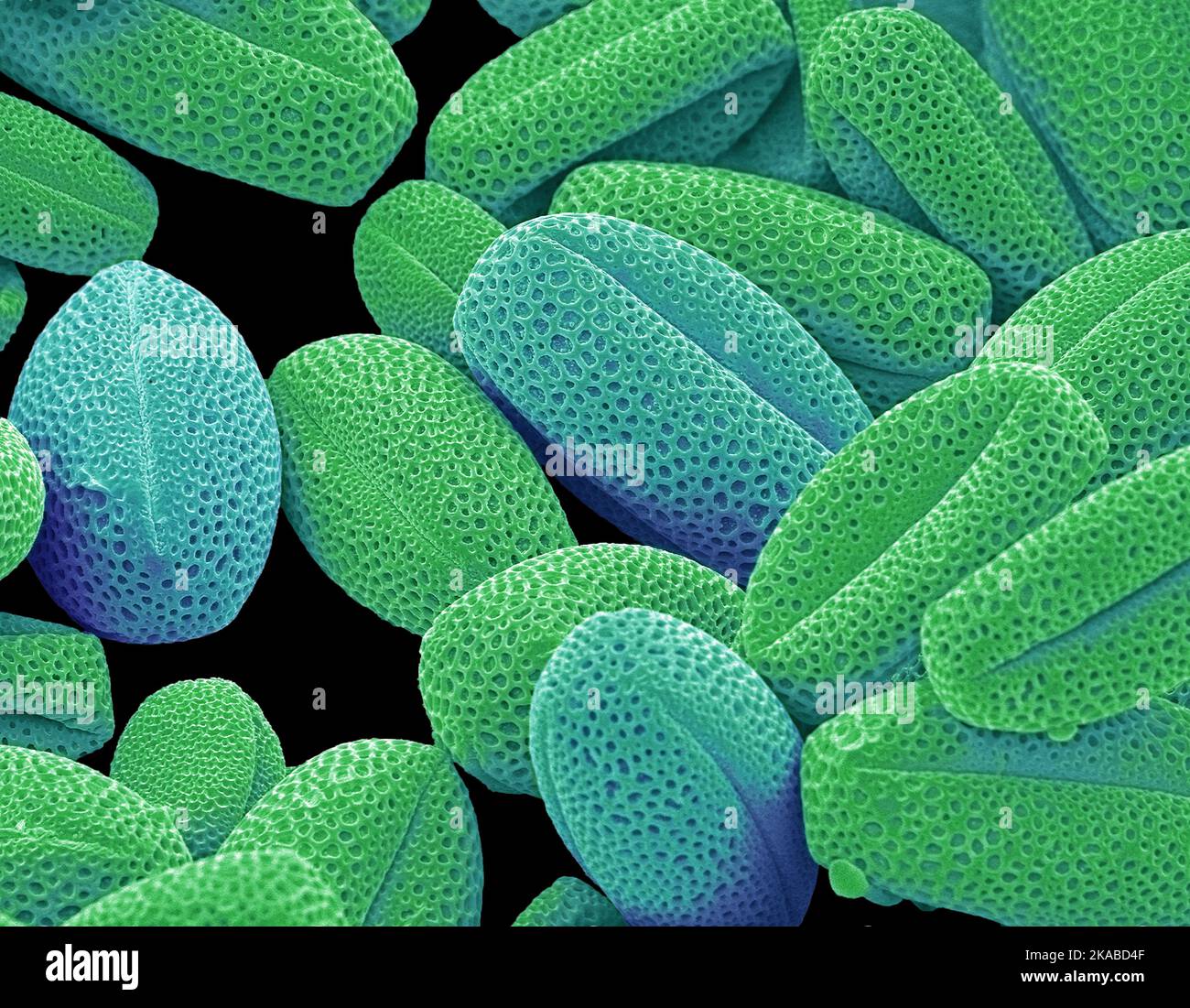 Oxalis pollen, SEM Stock Photo - Alamy