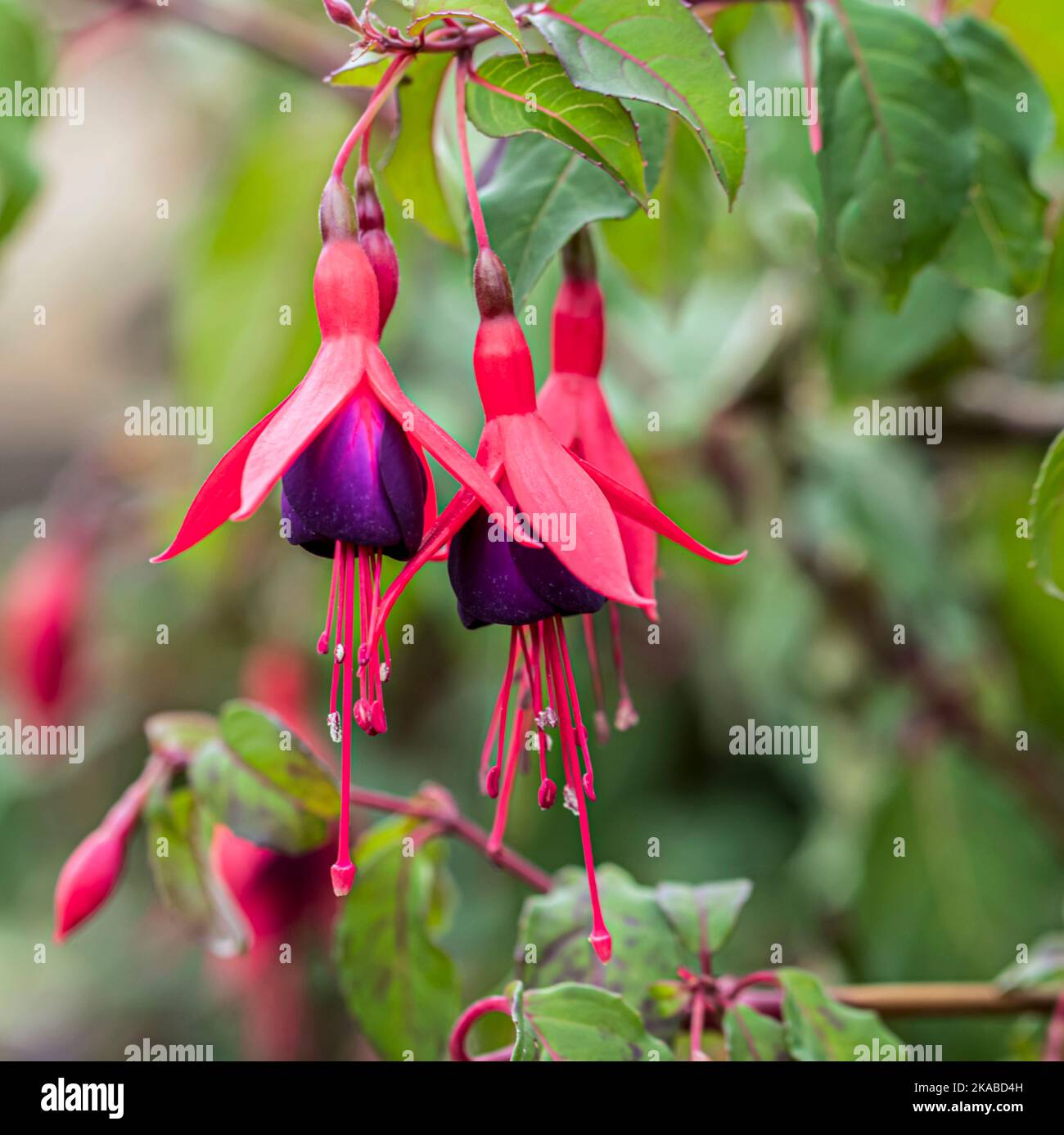 Fuchsia 'Mrs Popple' flowers Stock Photo - Alamy