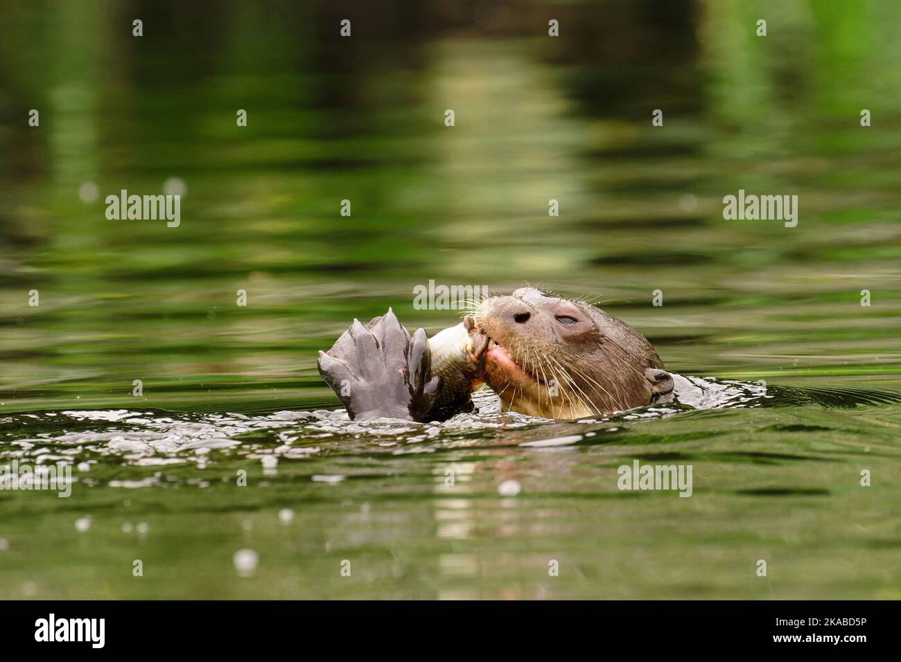 Giant river otter eating fish Stock Photo - Alamy