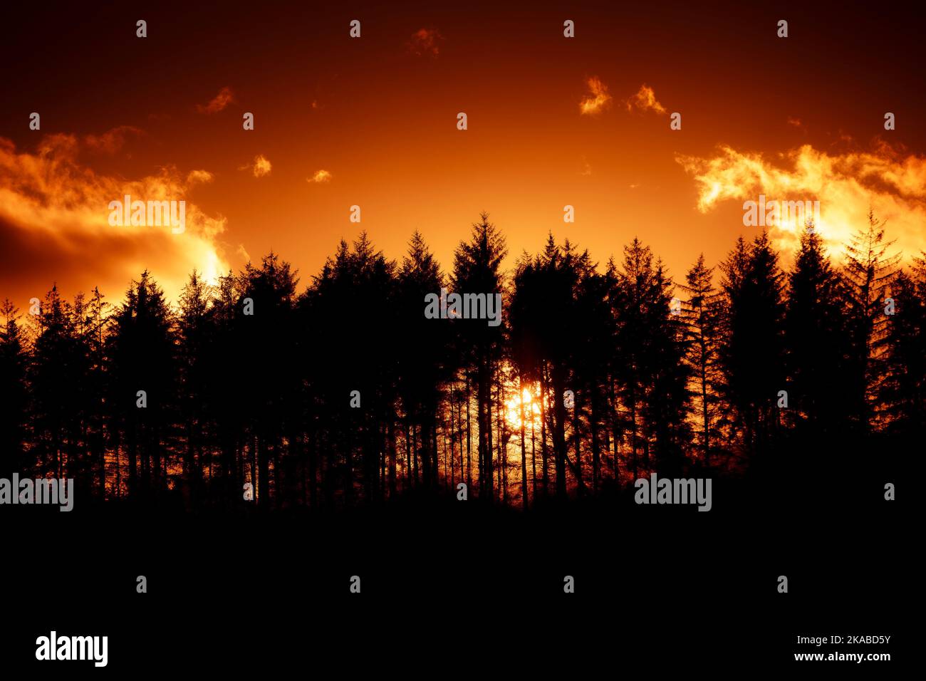 Trees in the Llyn Brianne Reservoir, Wales, UK Stock Photo - Alamy