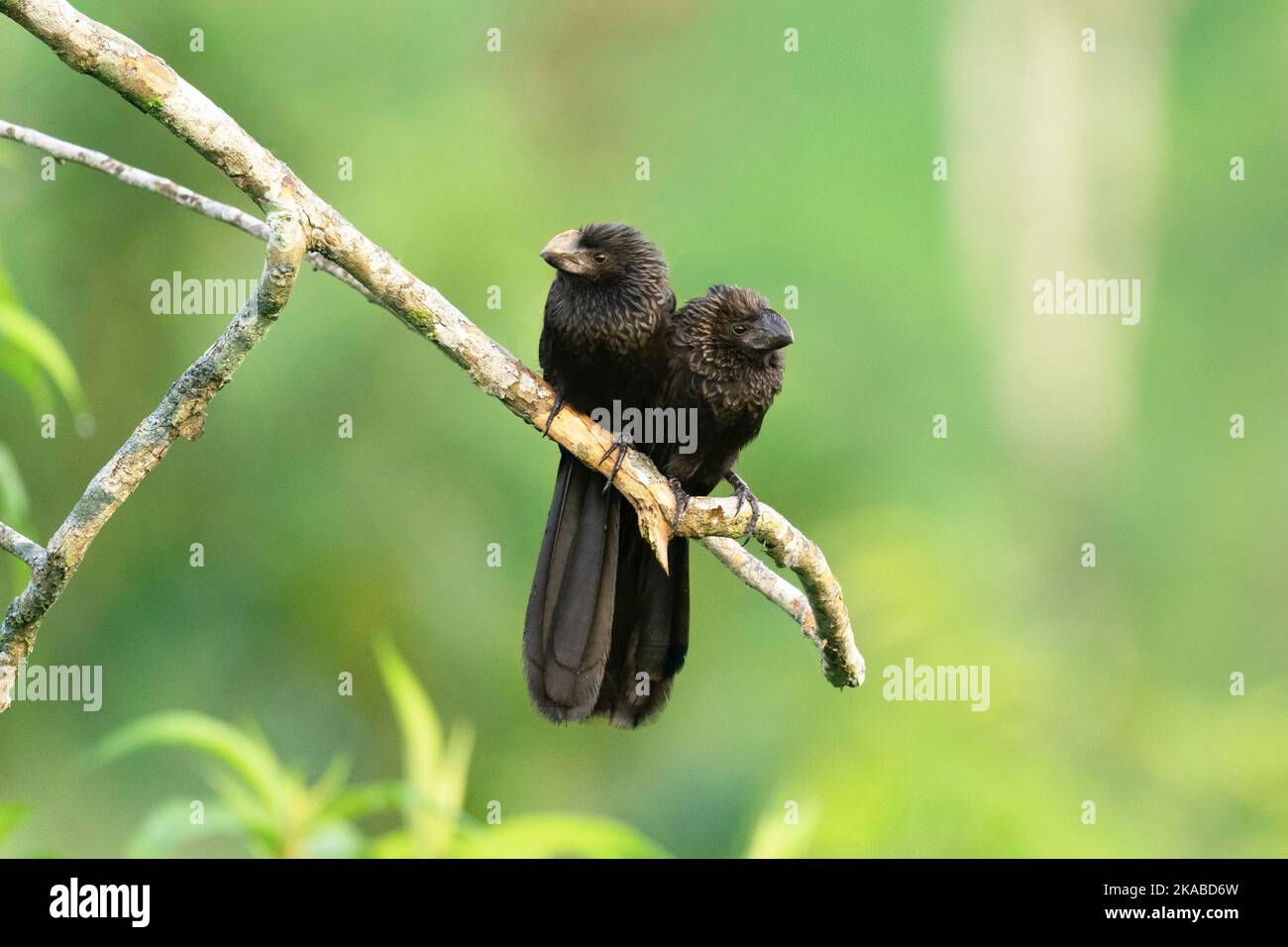 Smooth-billed ani birds Stock Photo - Alamy