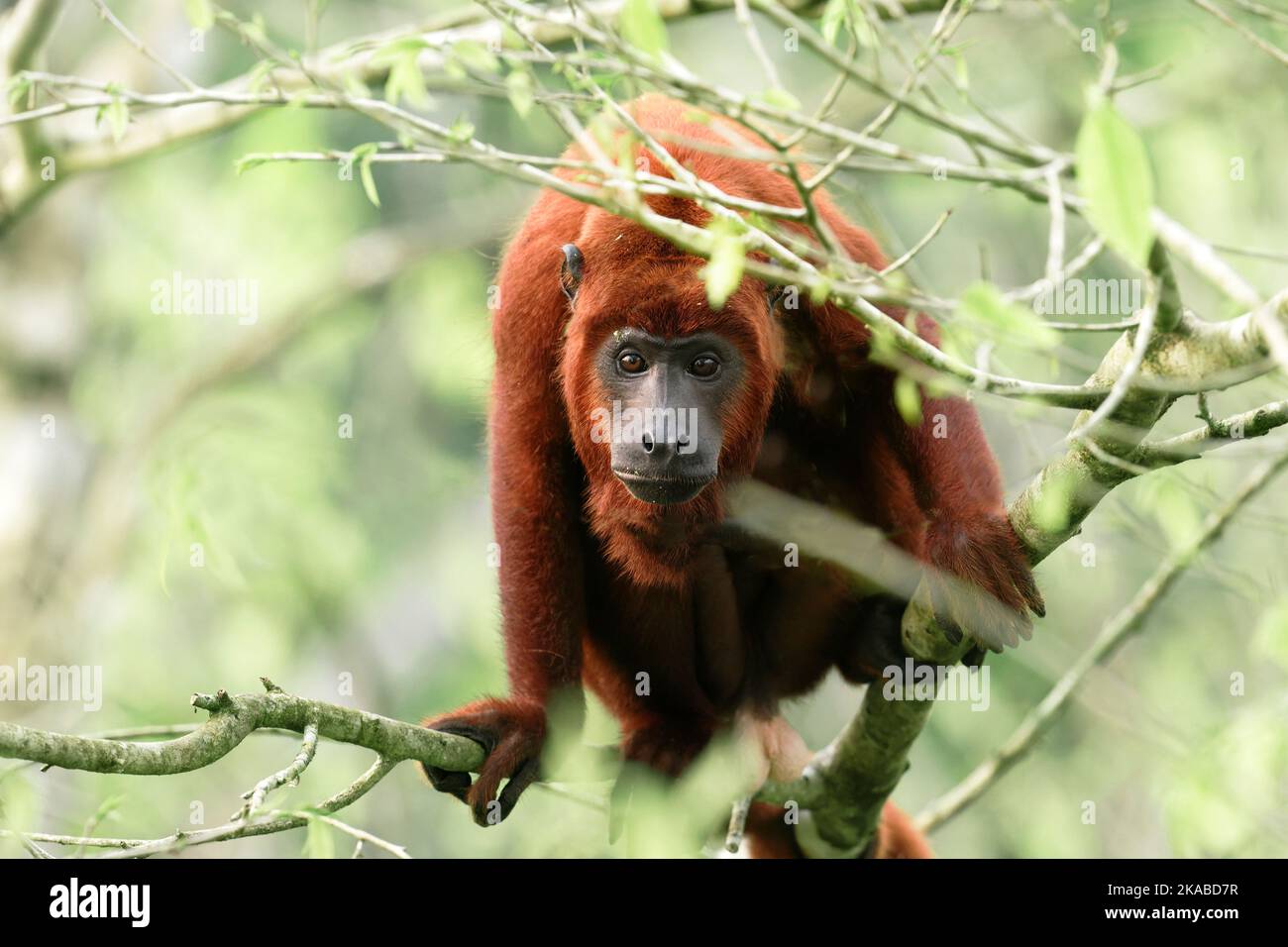 Red howler monkey Stock Photo - Alamy