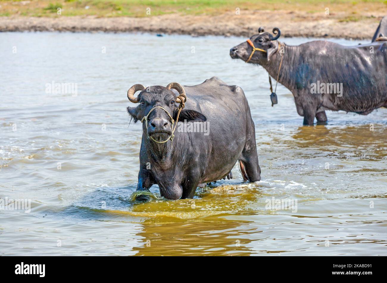 Water buffalo relaxes in hi-res stock photography and images - Alamy
