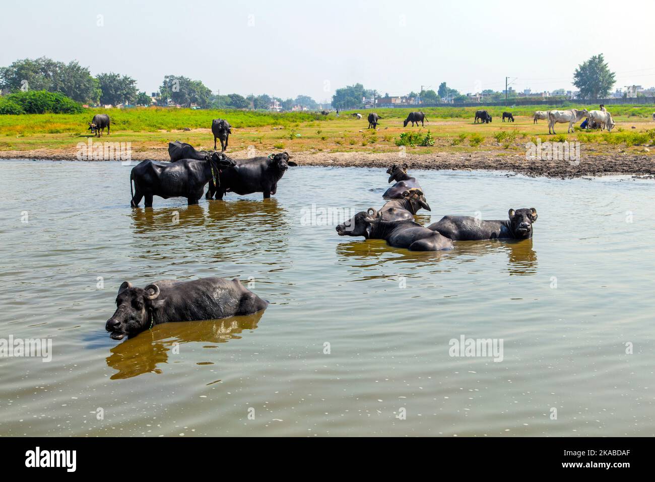 Water buffalo relaxes in hi-res stock photography and images - Alamy